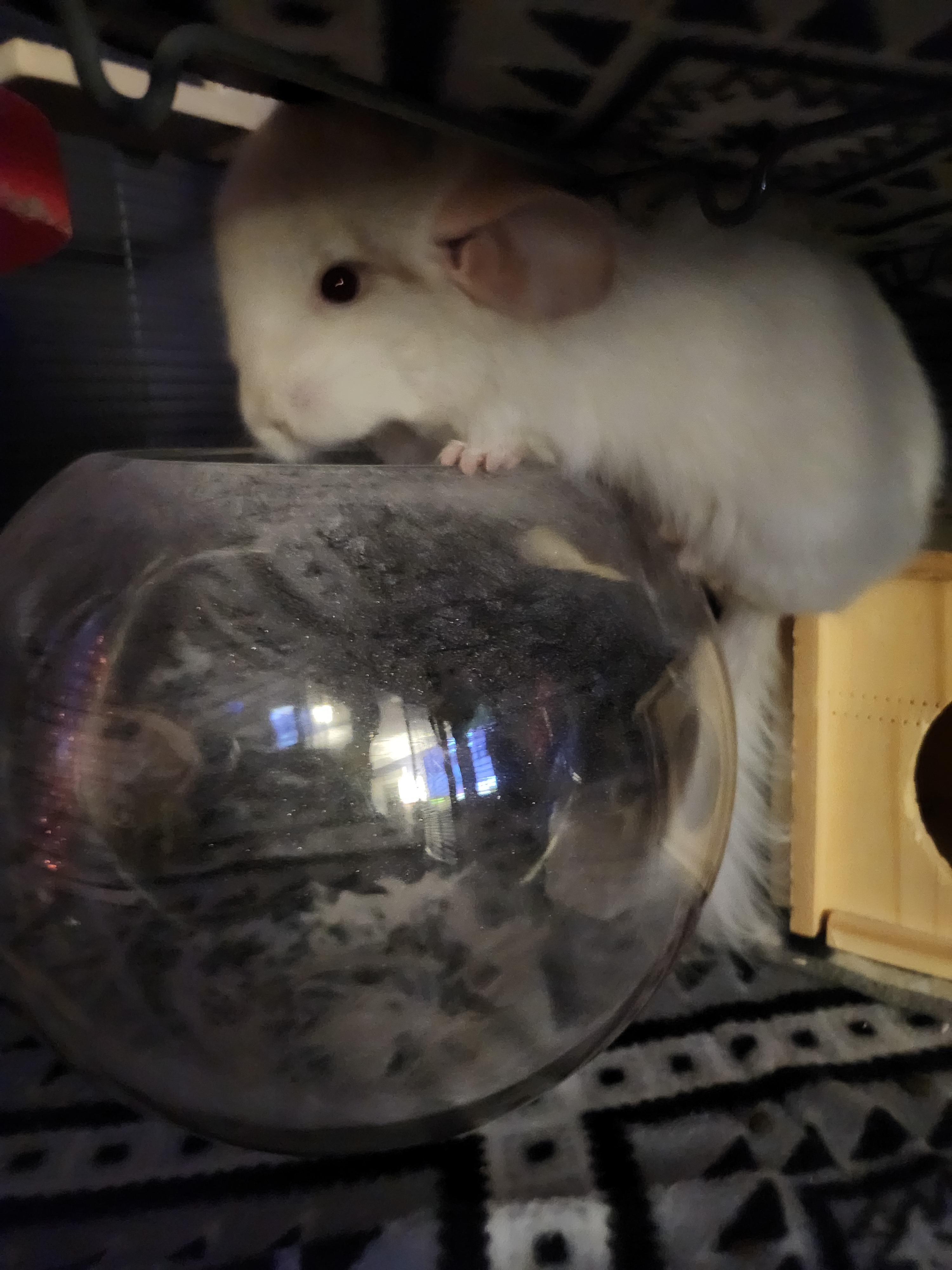 Chin Photo Dump! | Scrolller