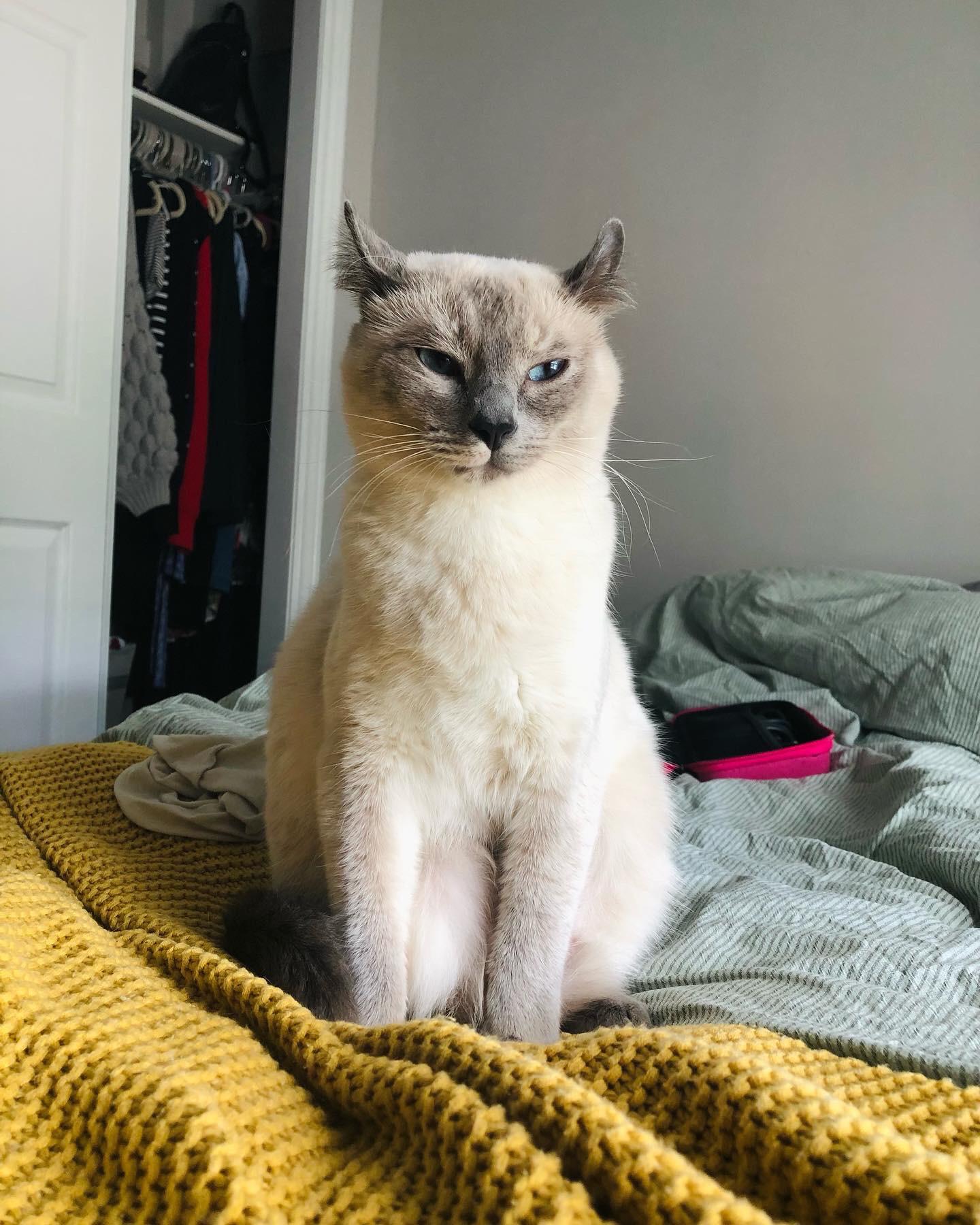 Yuki post nap | Scrolller