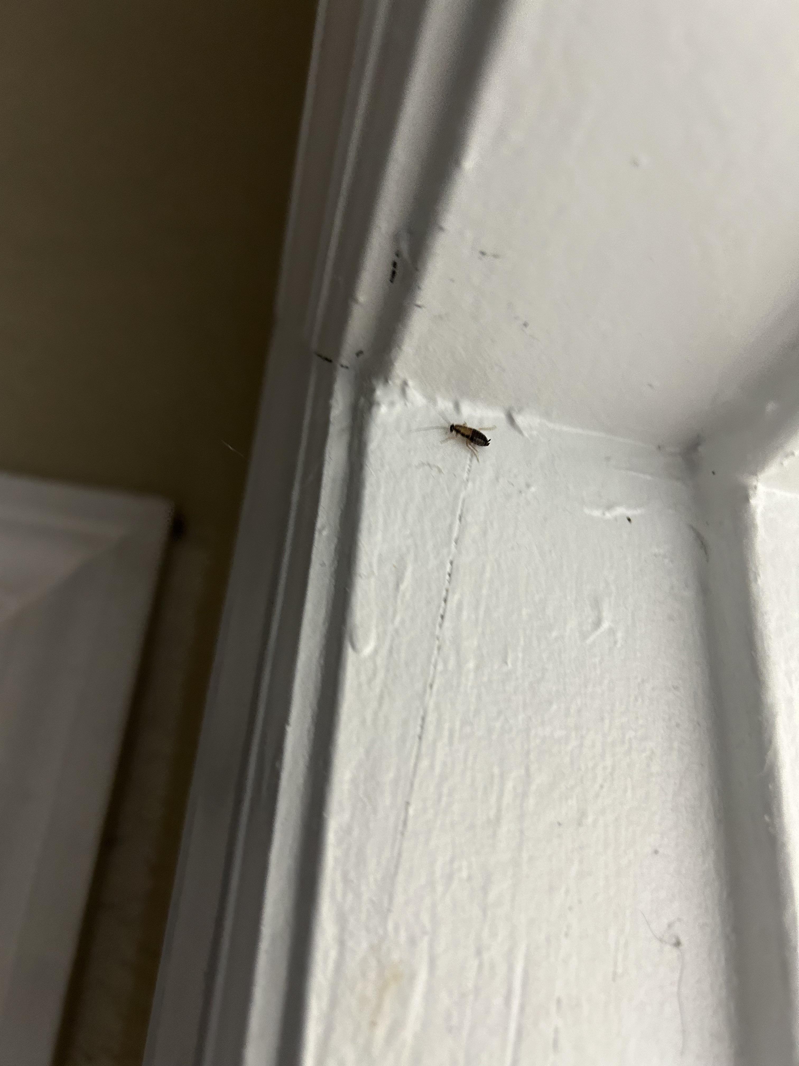 Florida- Tampa Bay What is this bug? | Scrolller