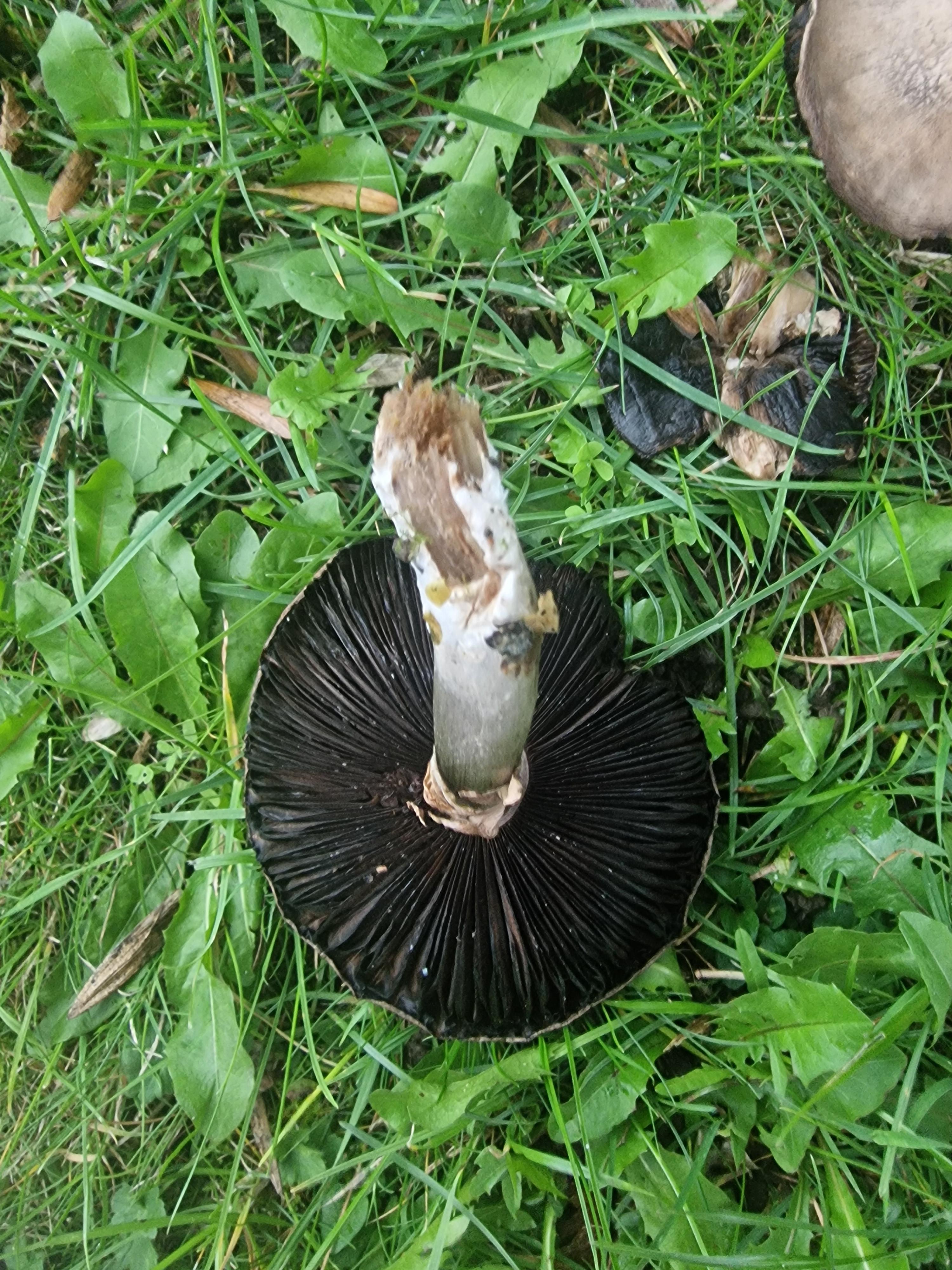 What are these log like shrooms? | Scrolller