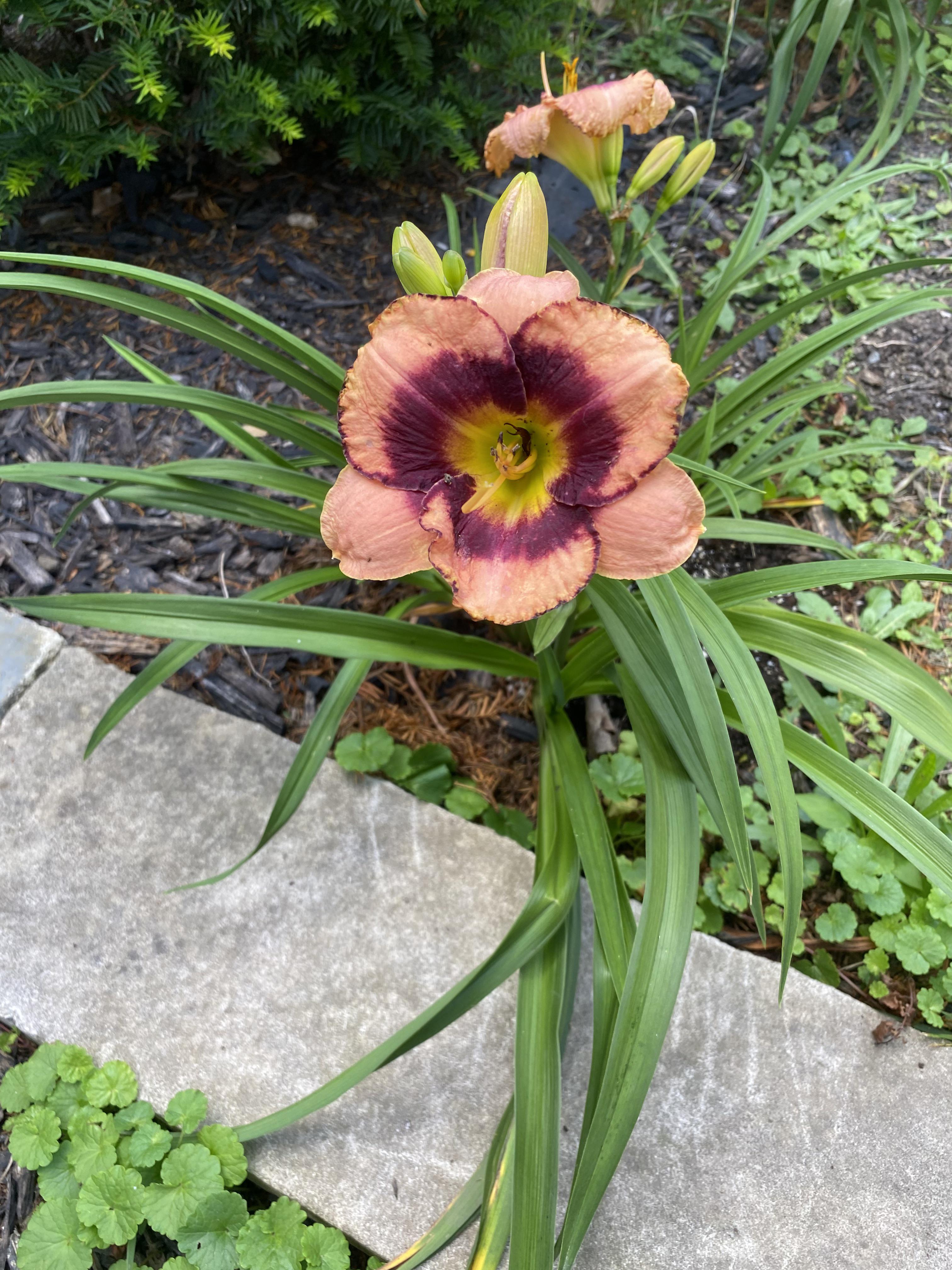 My fancy Daylilies finally decided to pop a couple of blooms. | Scrolller