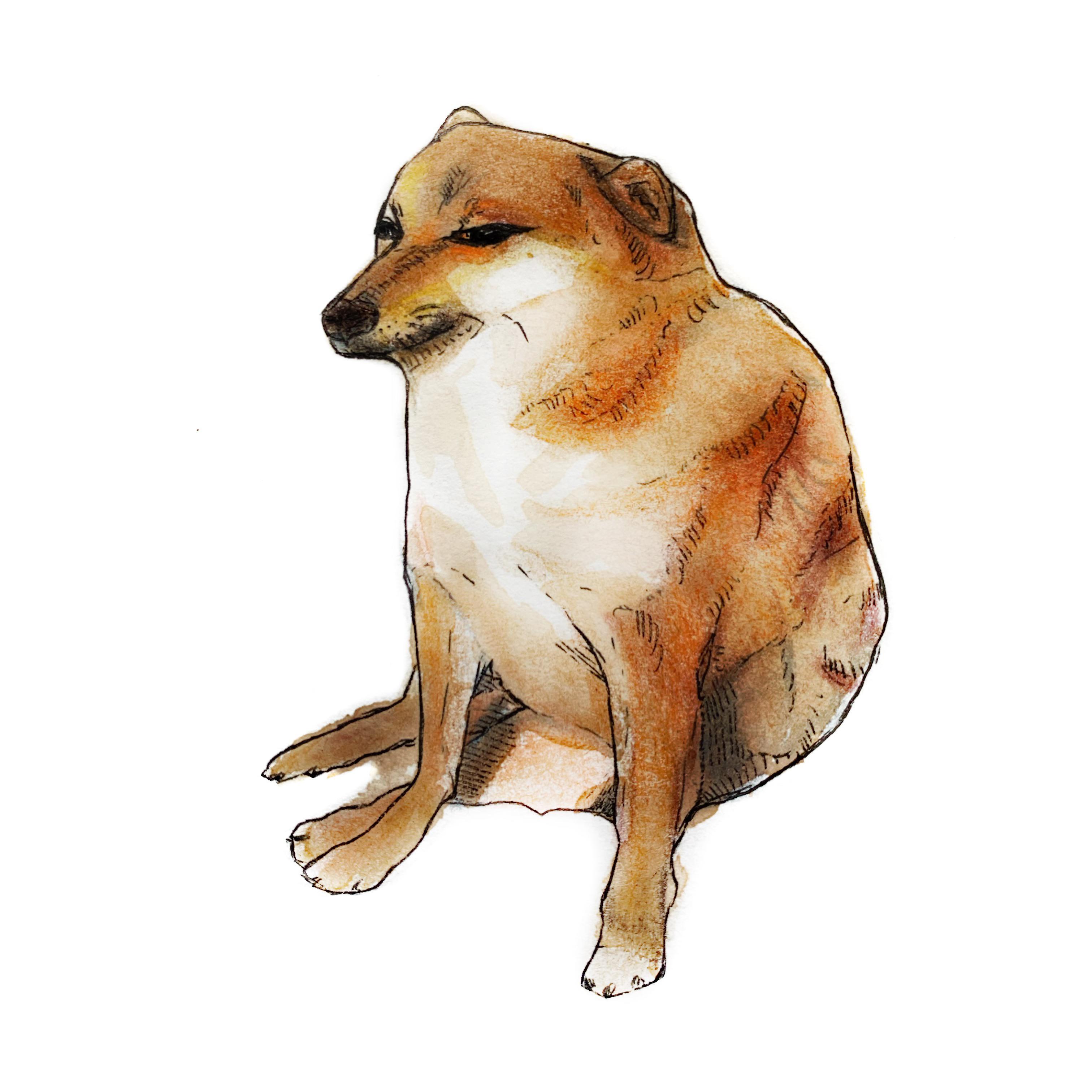 In honor of cheems | Scrolller