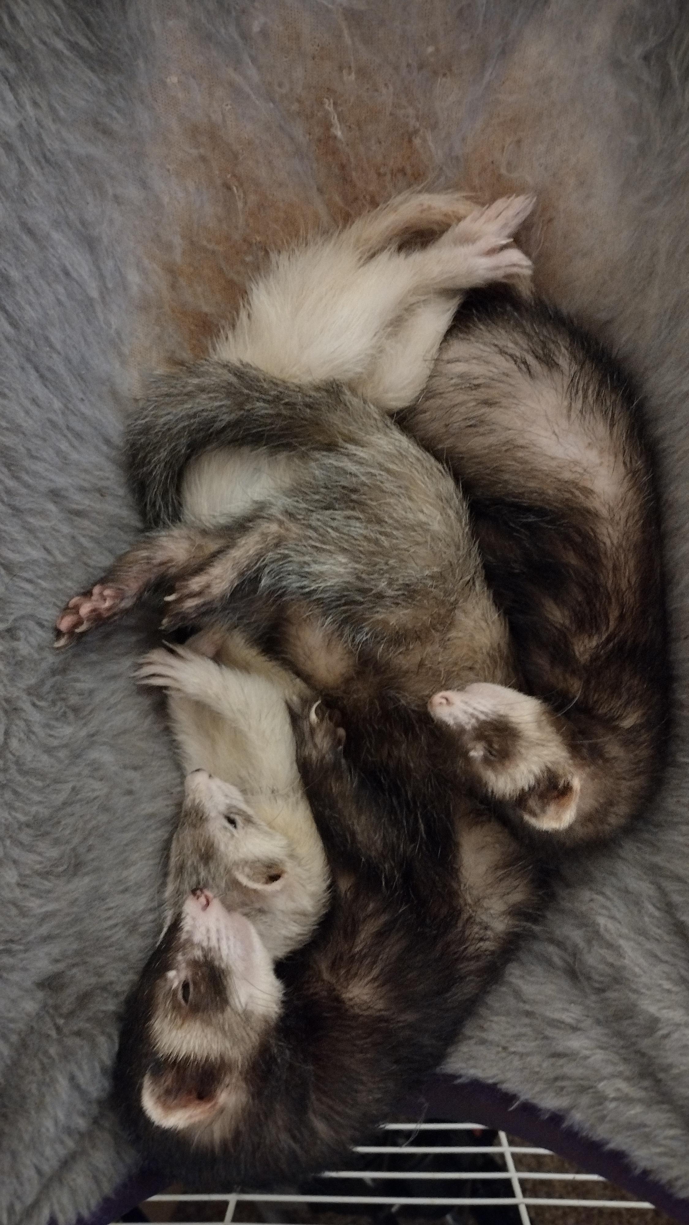 In loving memory | Scrolller