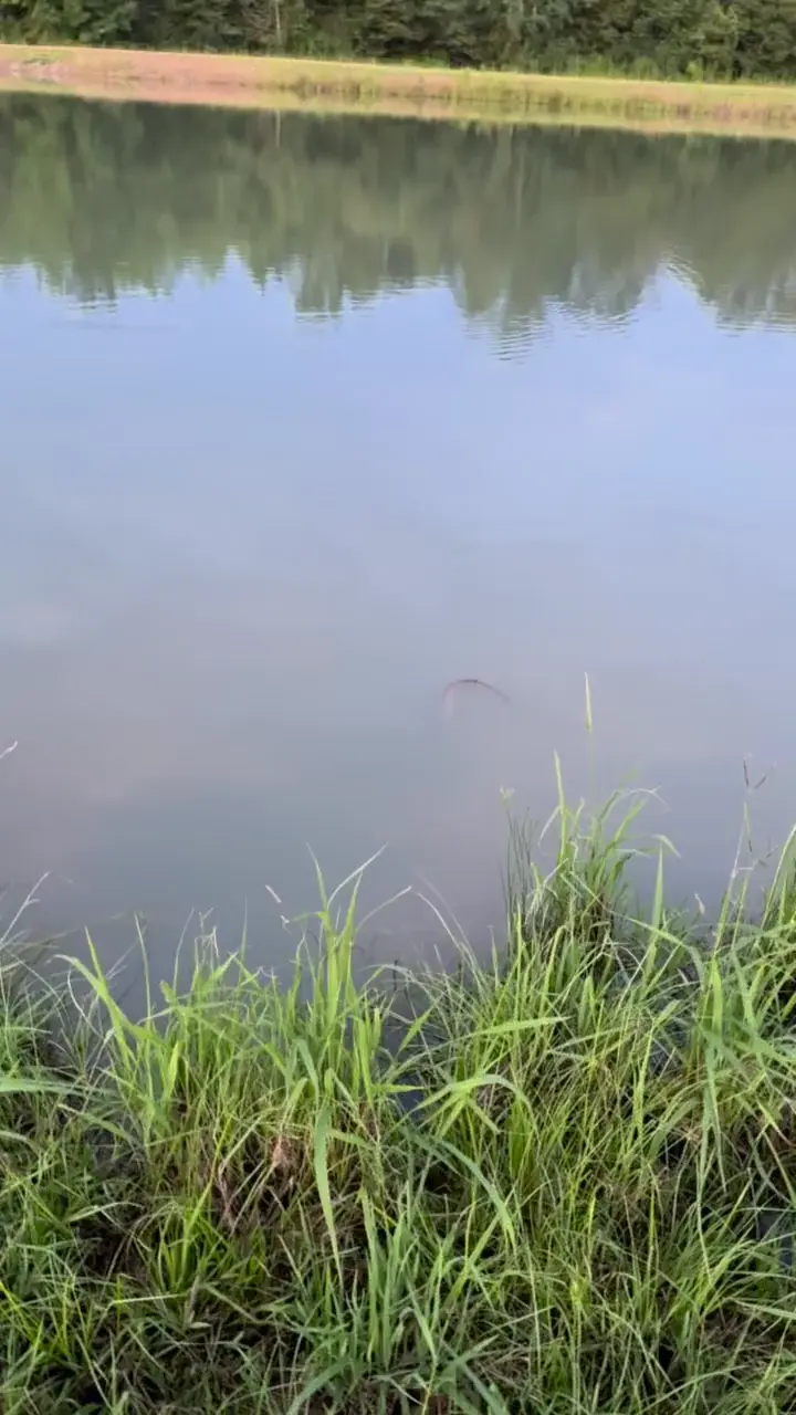 In our pond | Scrolller