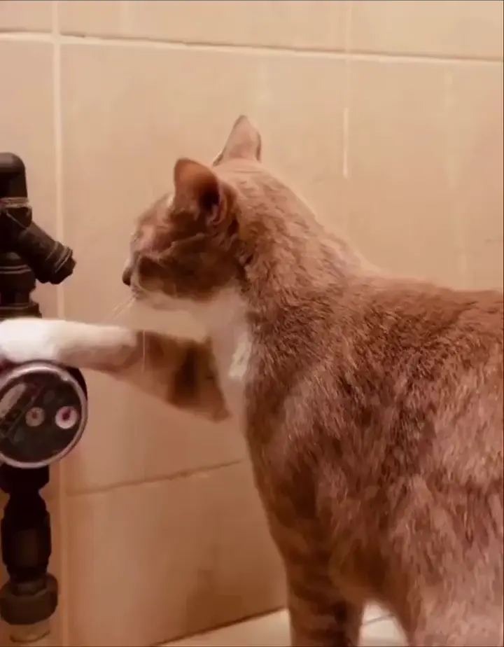 In this video, you'll see the furriest plumber in the world | Scrolller