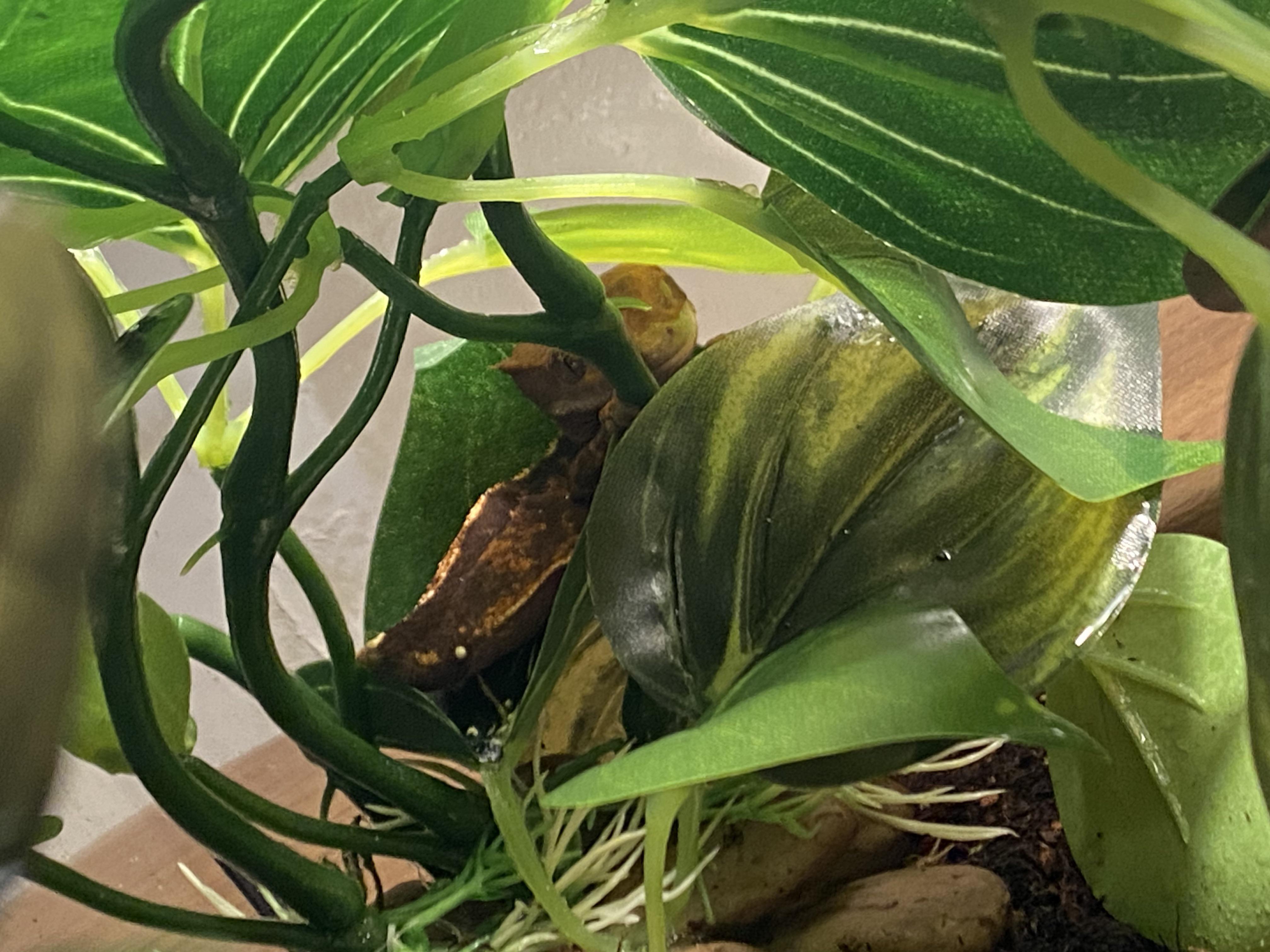 New bioactive tank.. growing plants?? By accident. | Scrolller