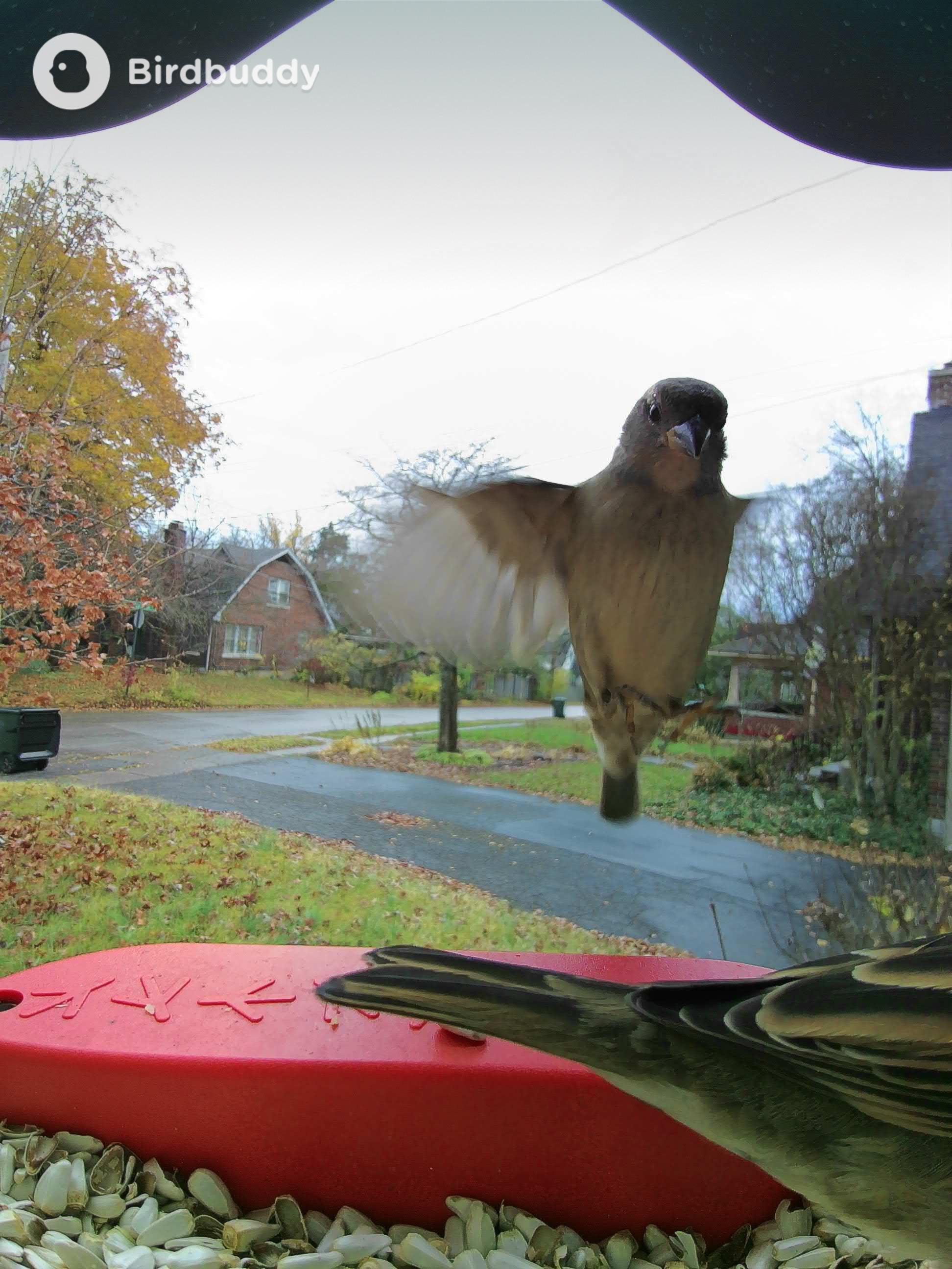 incoming | Scrolller