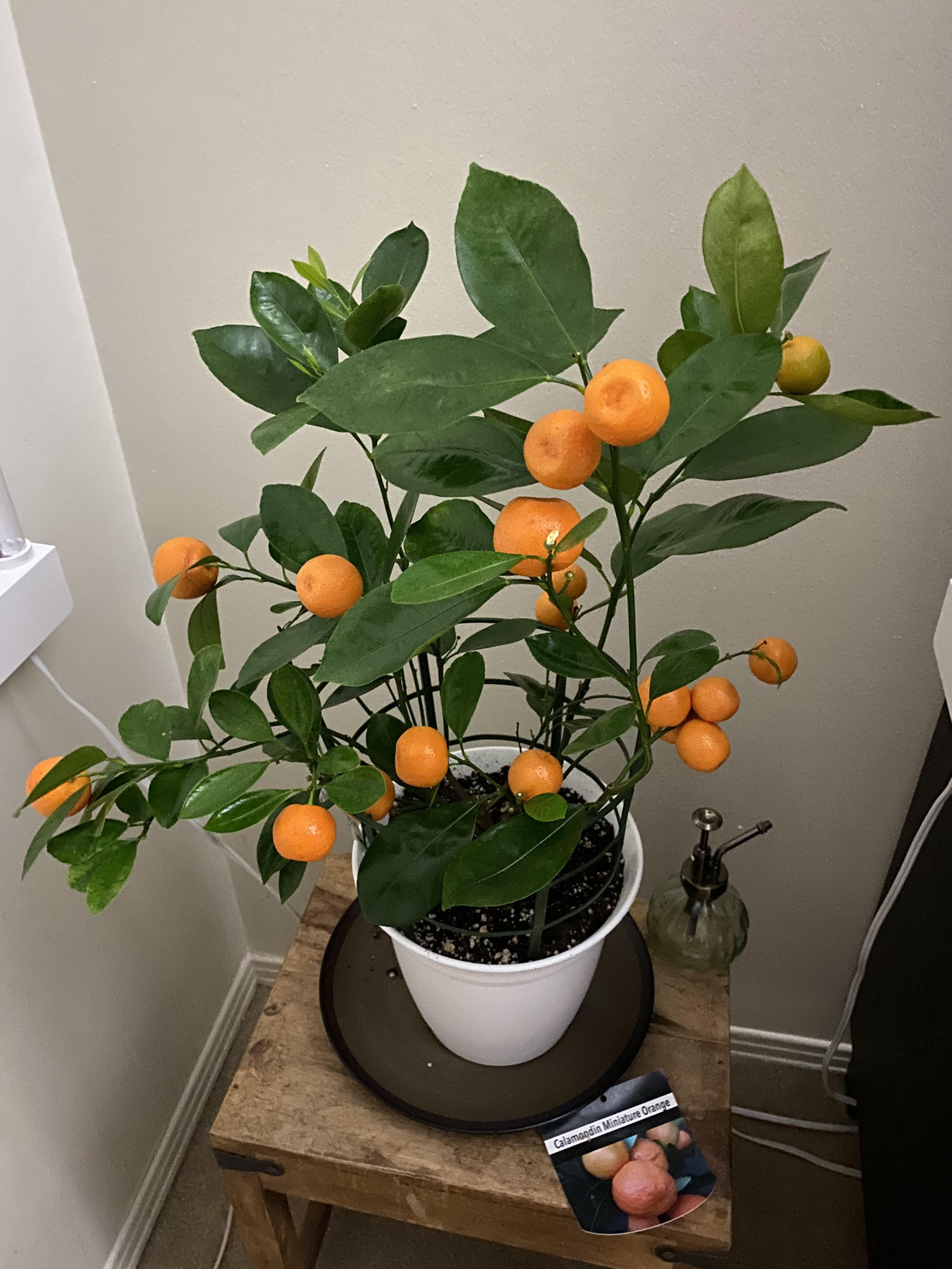 Indoor Orange Tree | Scrolller