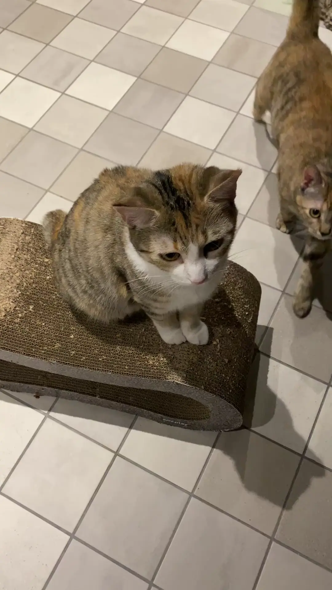 Infinity Meowditation | Scrolller