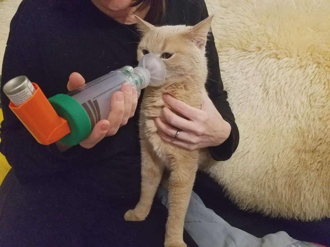 Inflated Cat | Scrolller