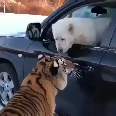 Intelligent Tiger (IT) | Scrolller