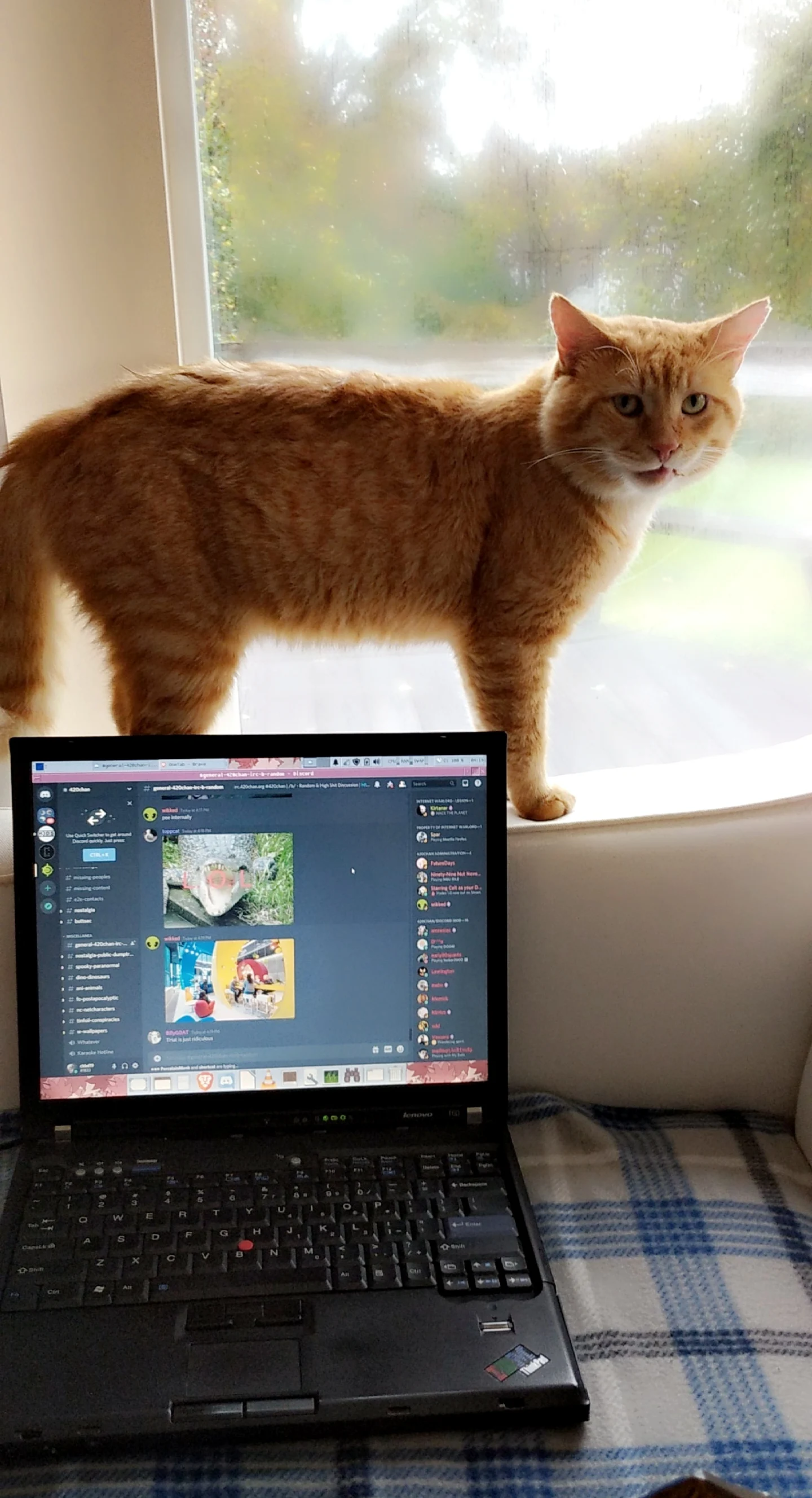 International Business Meows | Scrolller