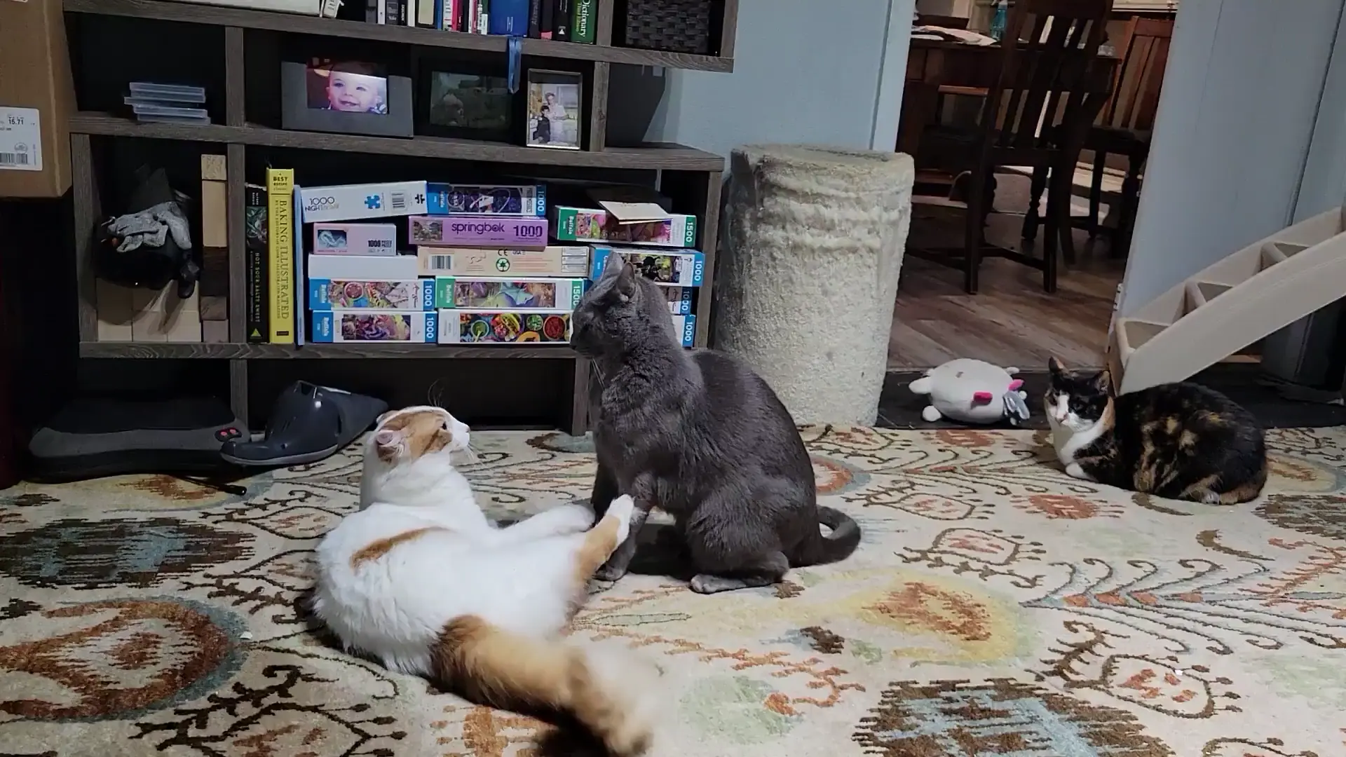 Interrupted a fluffy little dustup | Scrolller