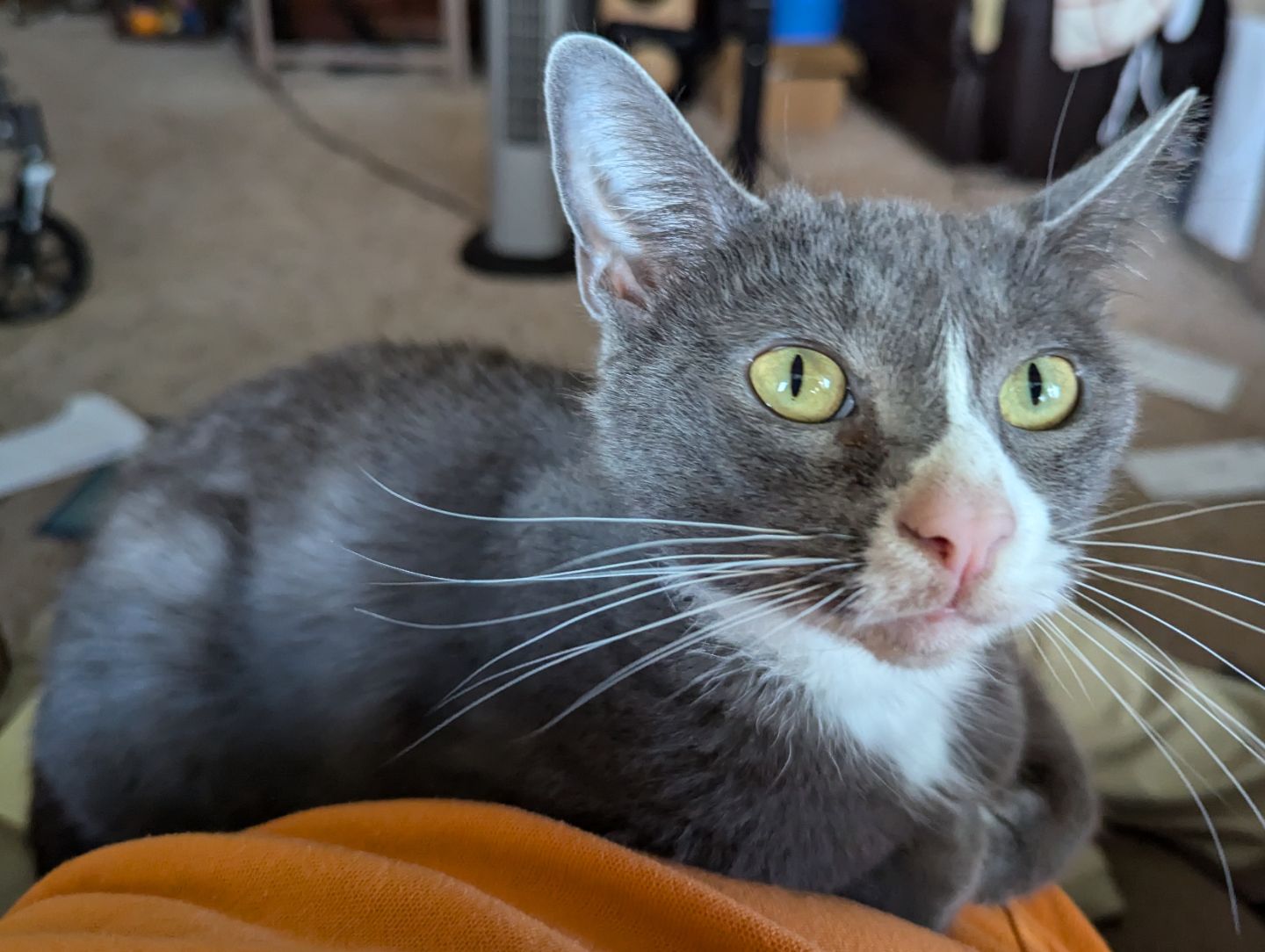 Introducing Josi the lap kitty | Scrolller