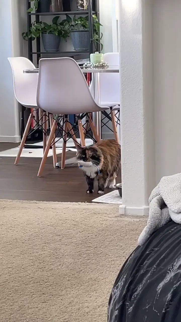 Discover more like Catscarryingstuffies: Introducing Luna to her ...