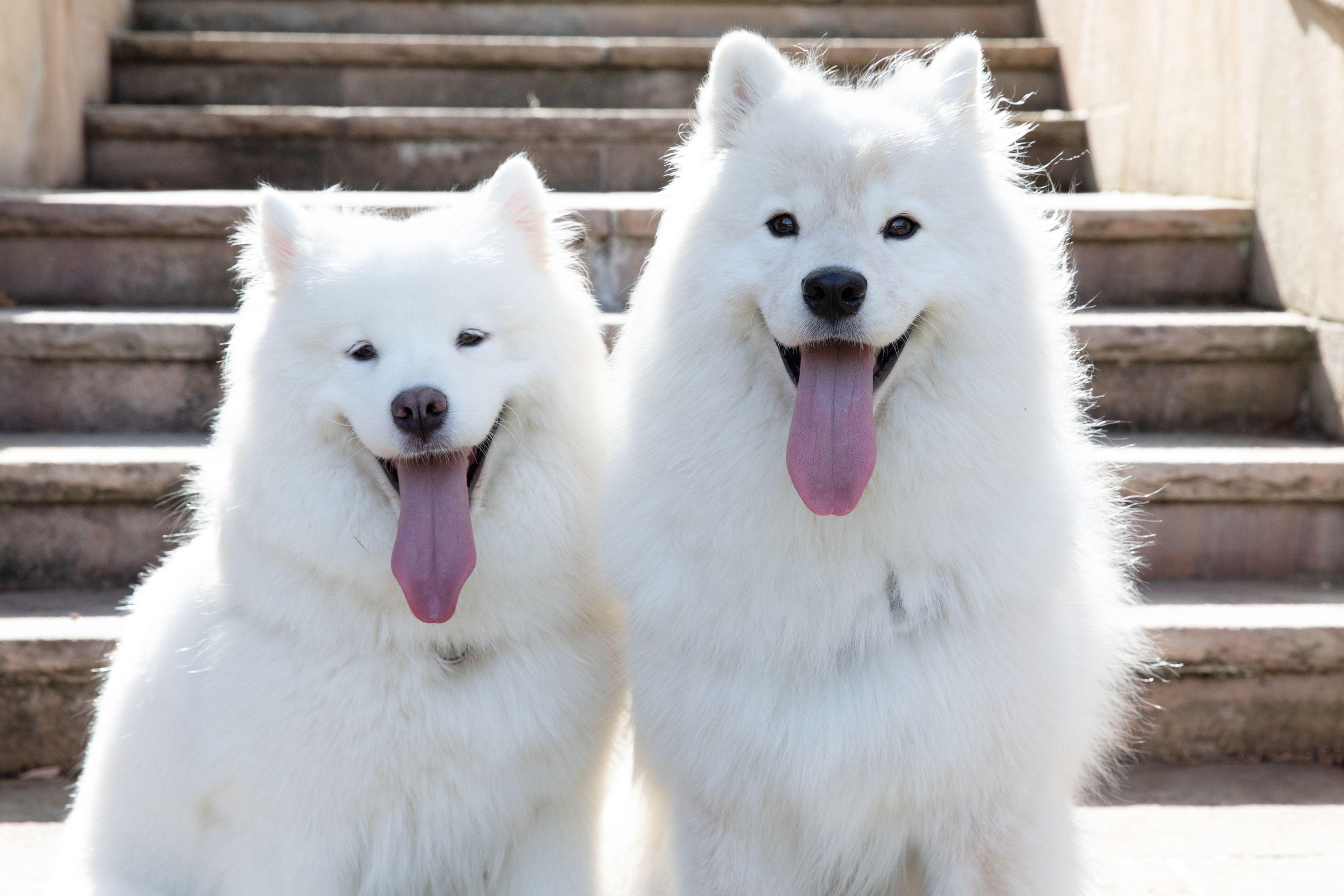 Invest in 2 white dogs | Scrolller