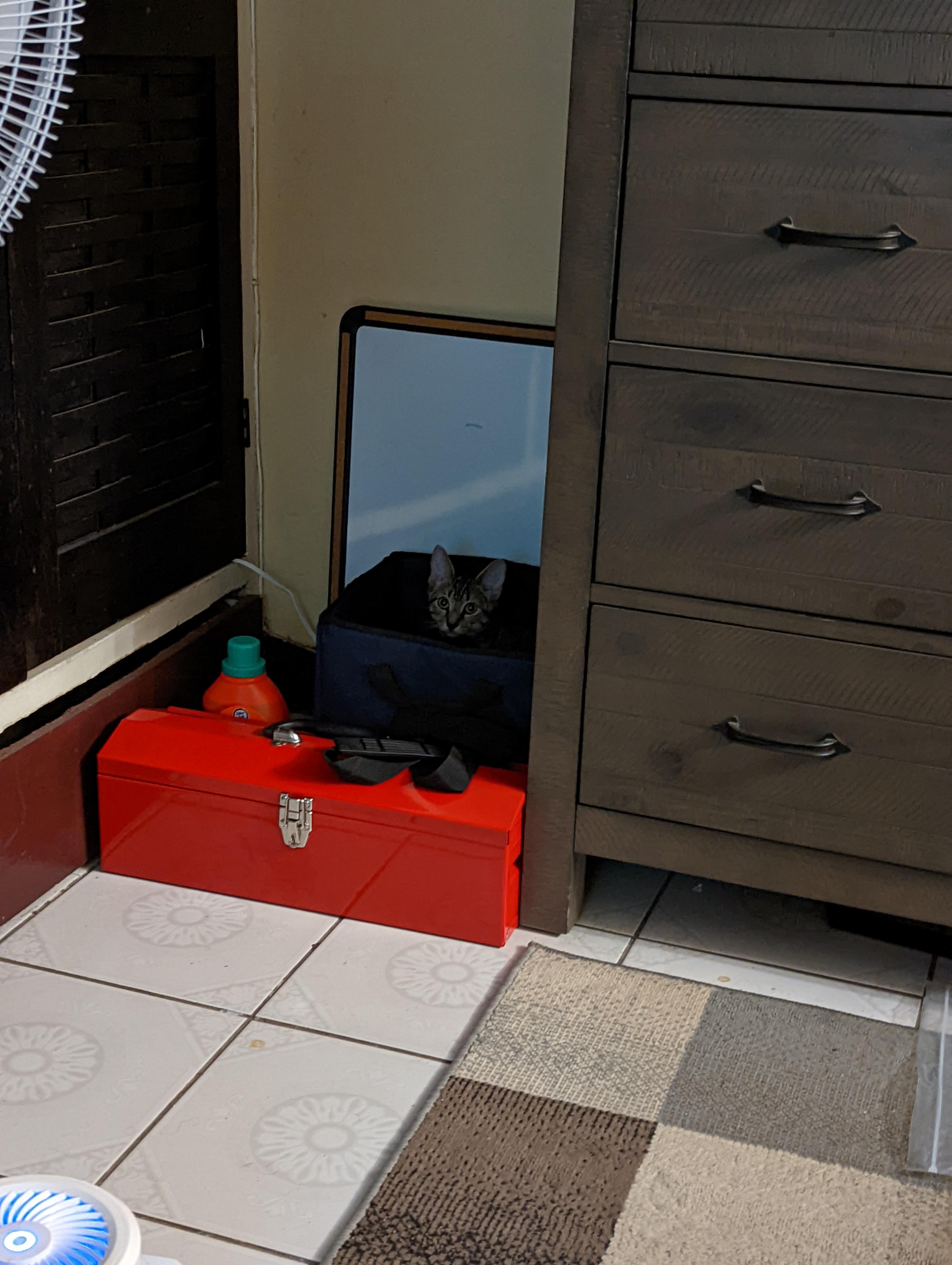 The cat trap is working | Scrolller