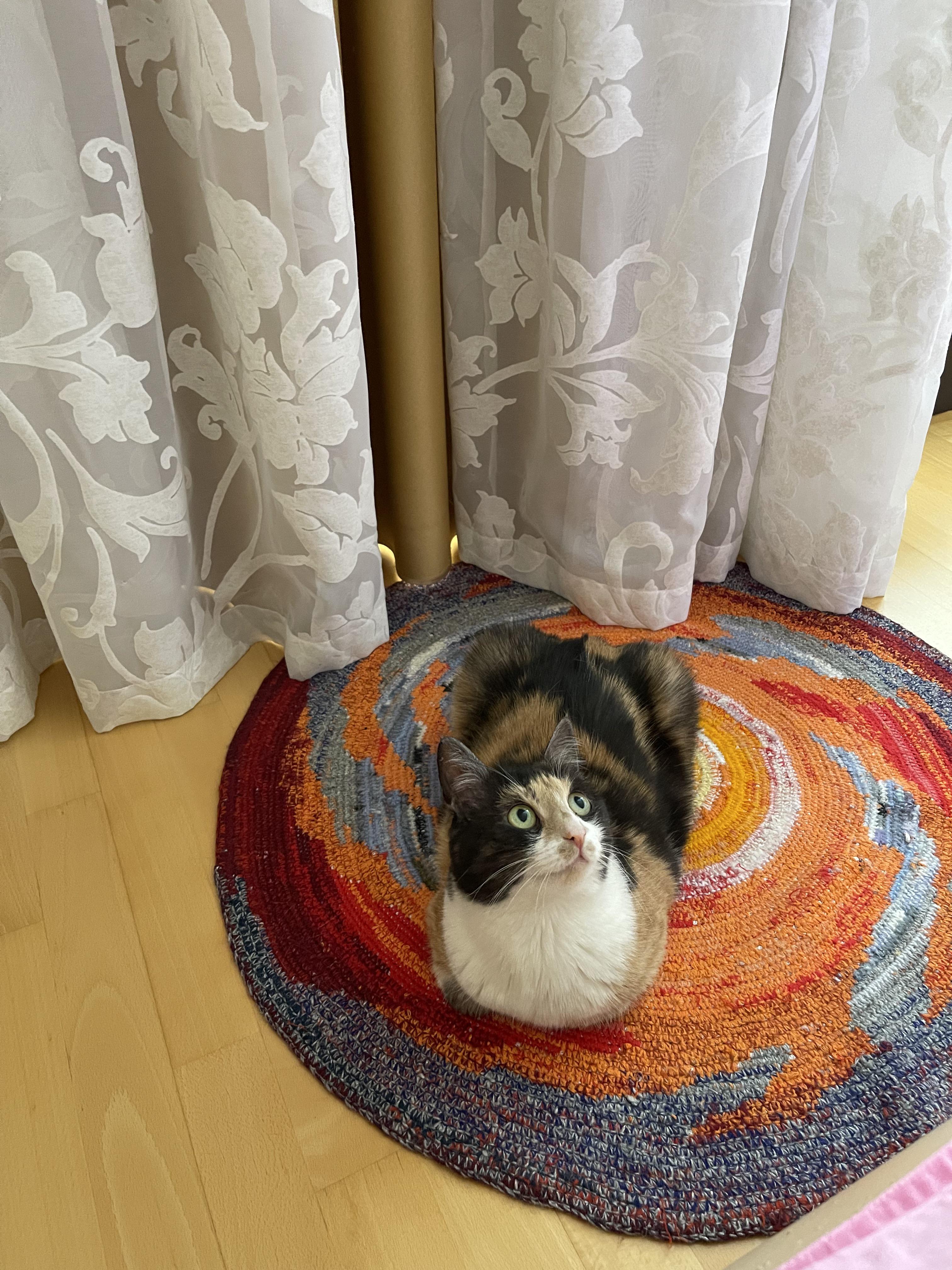 Calico loafer | Scrolller