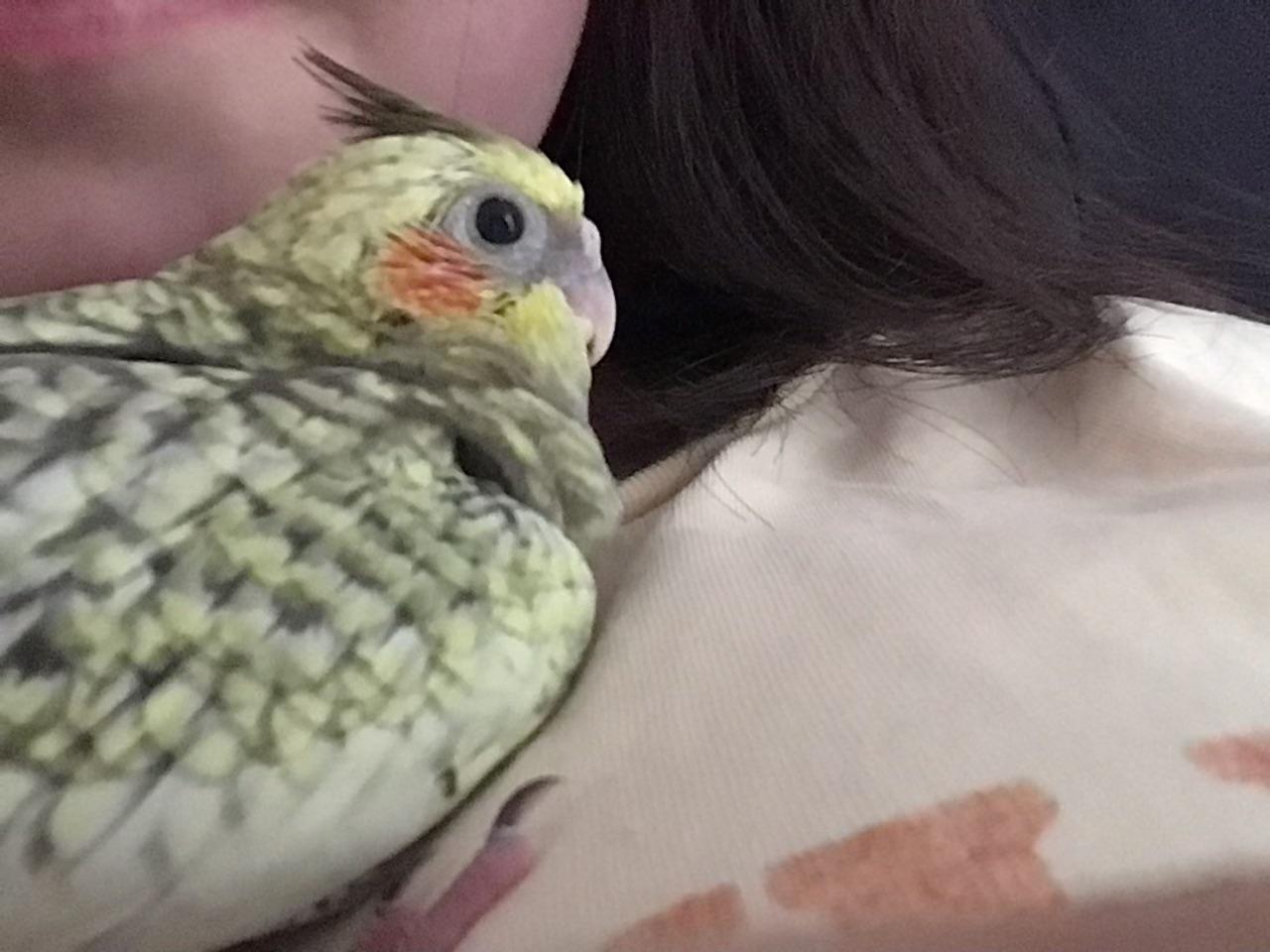 My birb turned 1 month old today ! ! ! ! | Scrolller