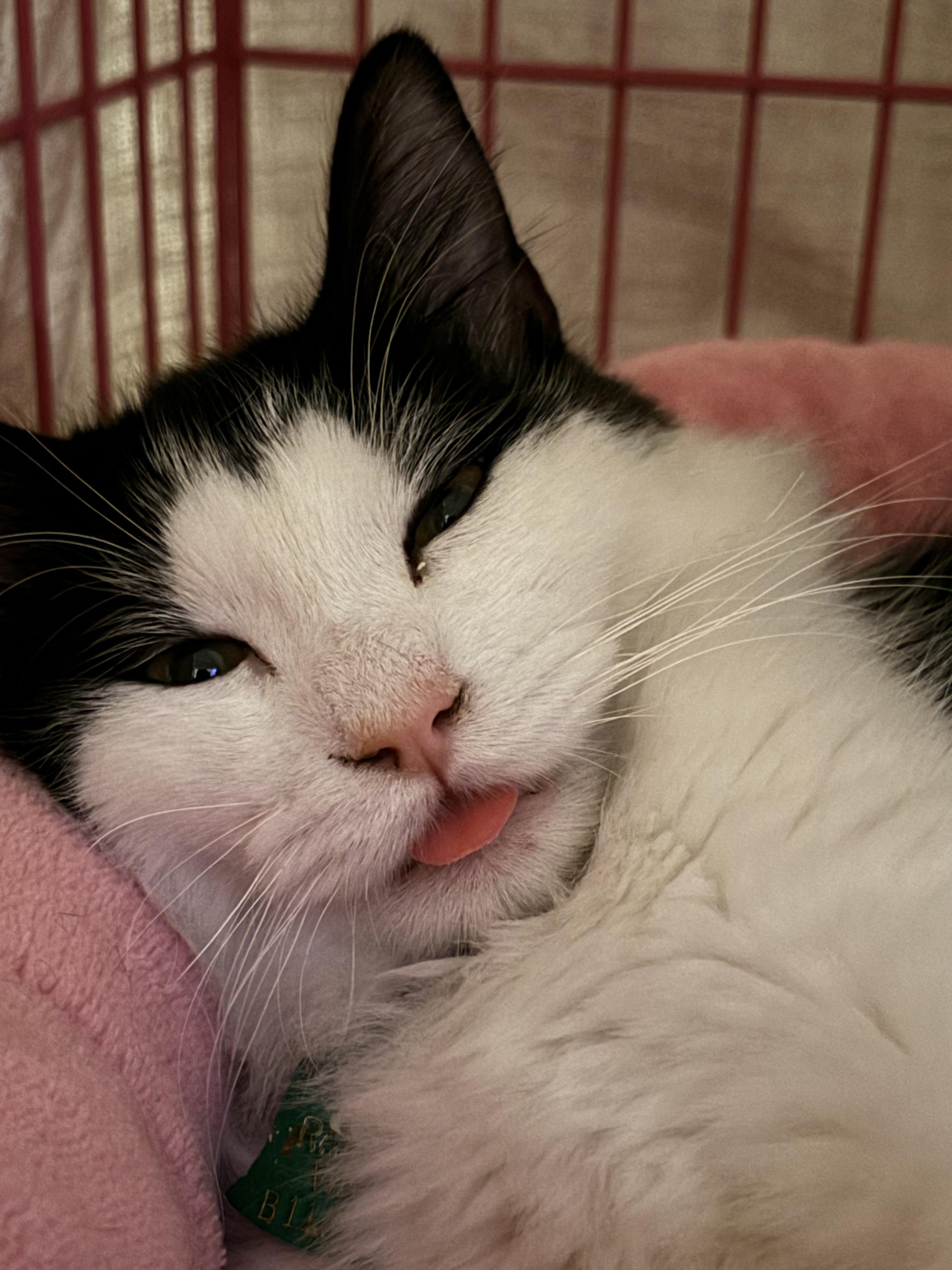 Tongue and beans | Scrolller