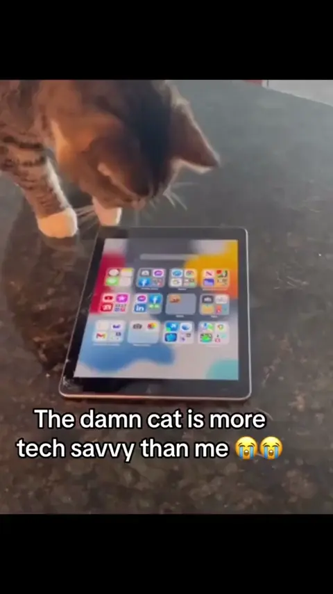 Ipad kitty | Scrolller