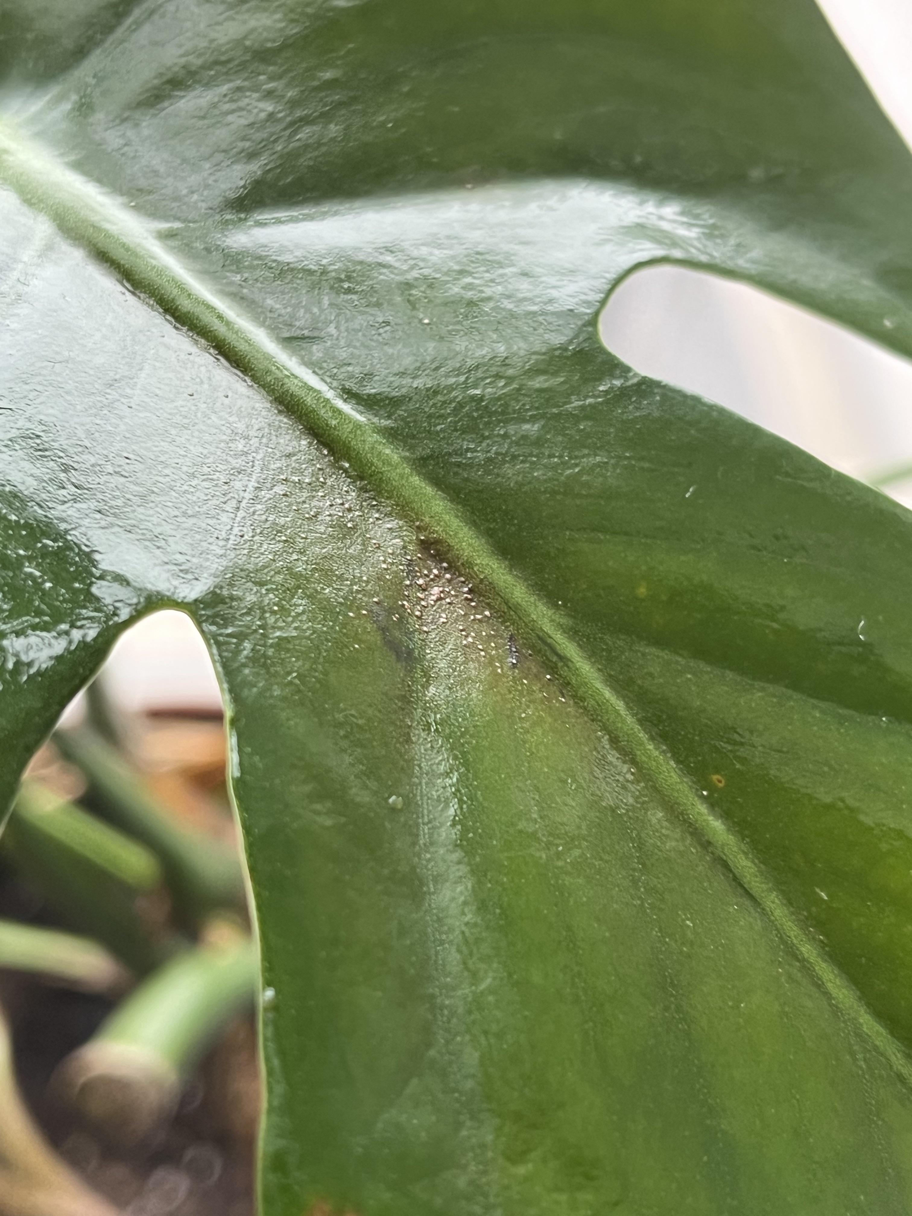 Brown bumps/pimples on my monstera leaf | Scrolller