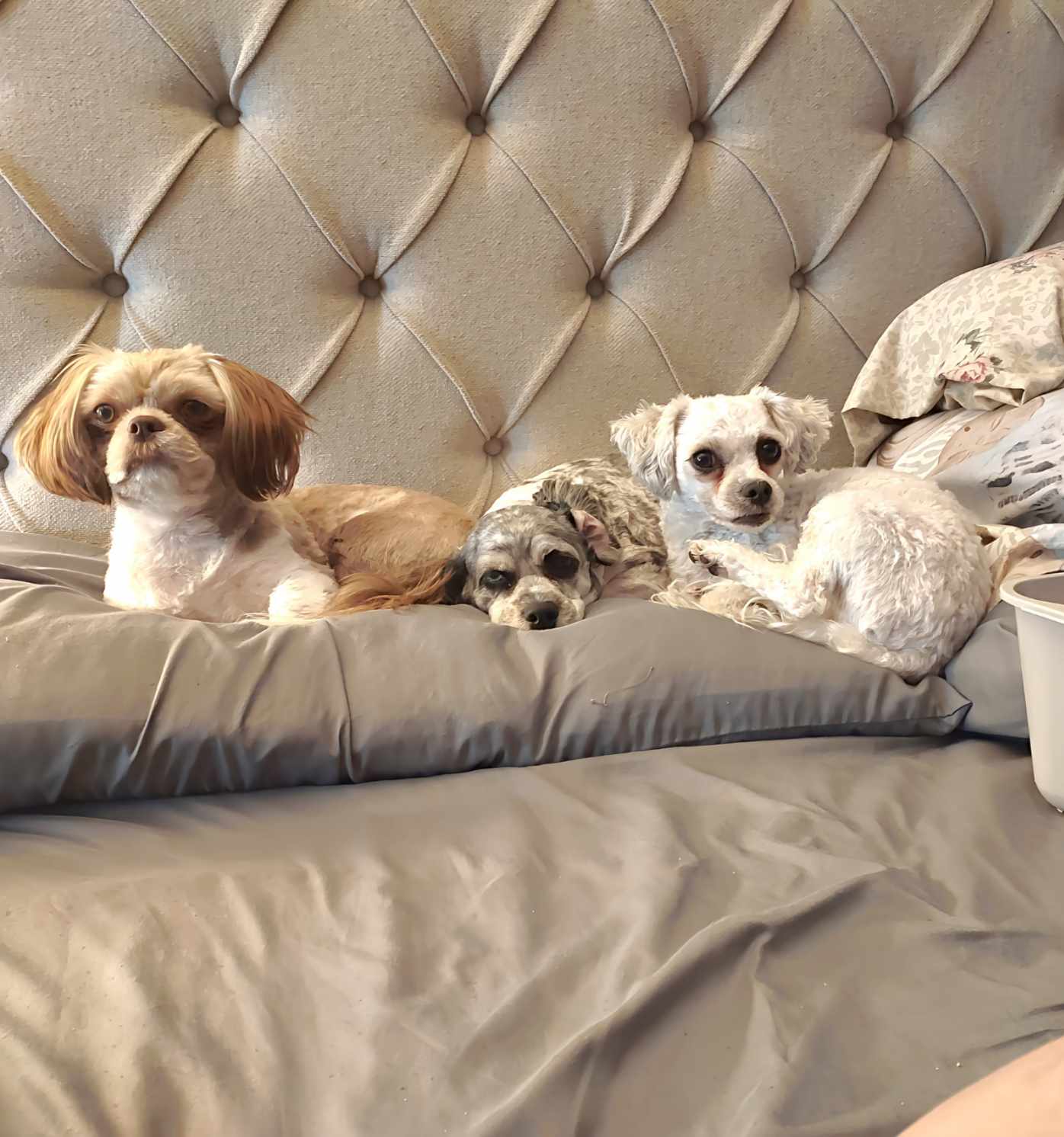 Pillow Hogs | Scrolller