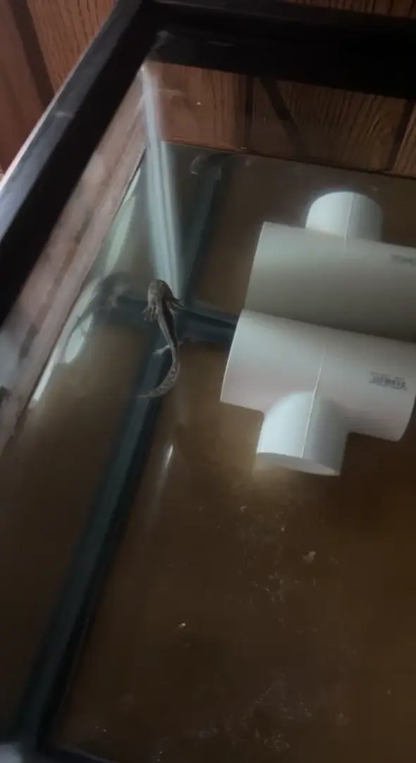 Is he dying ☹️ (read comment) | Scrolller