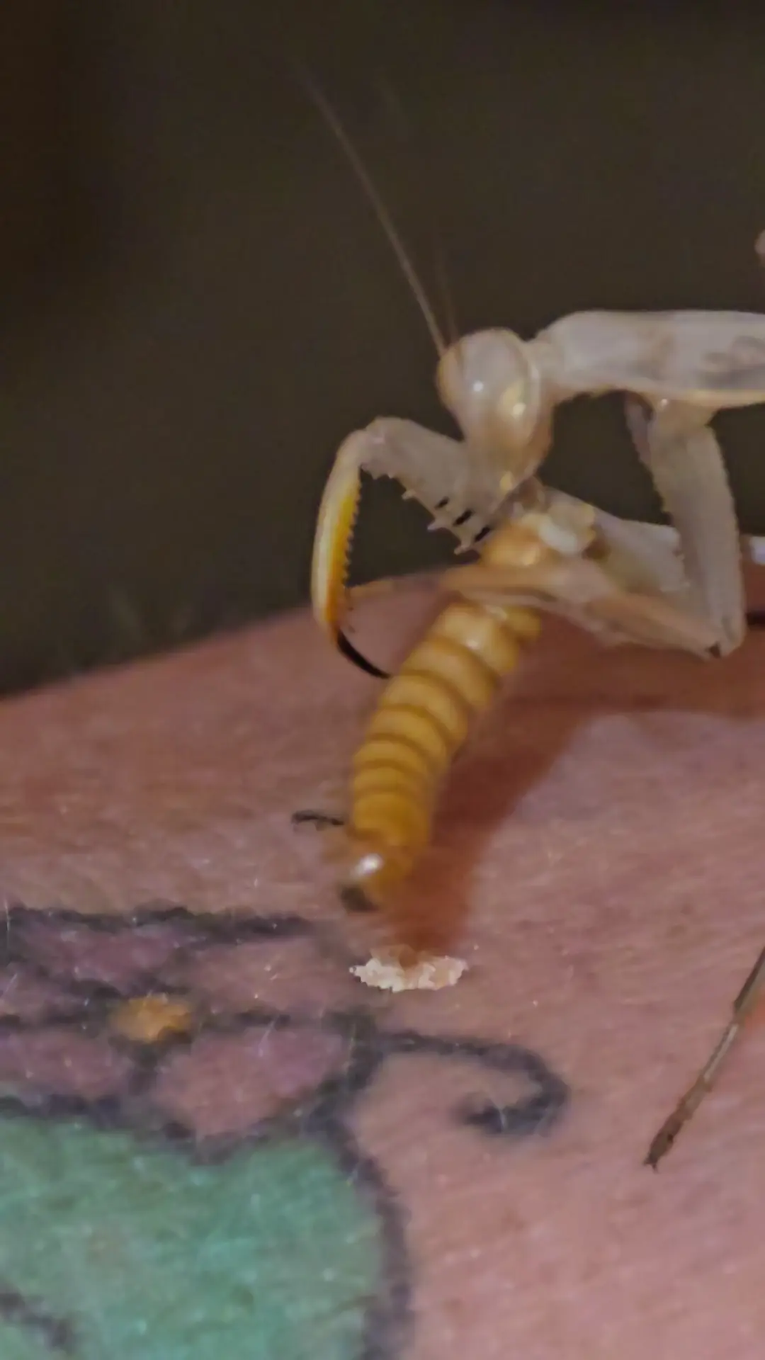 Is it normal | Scrolller