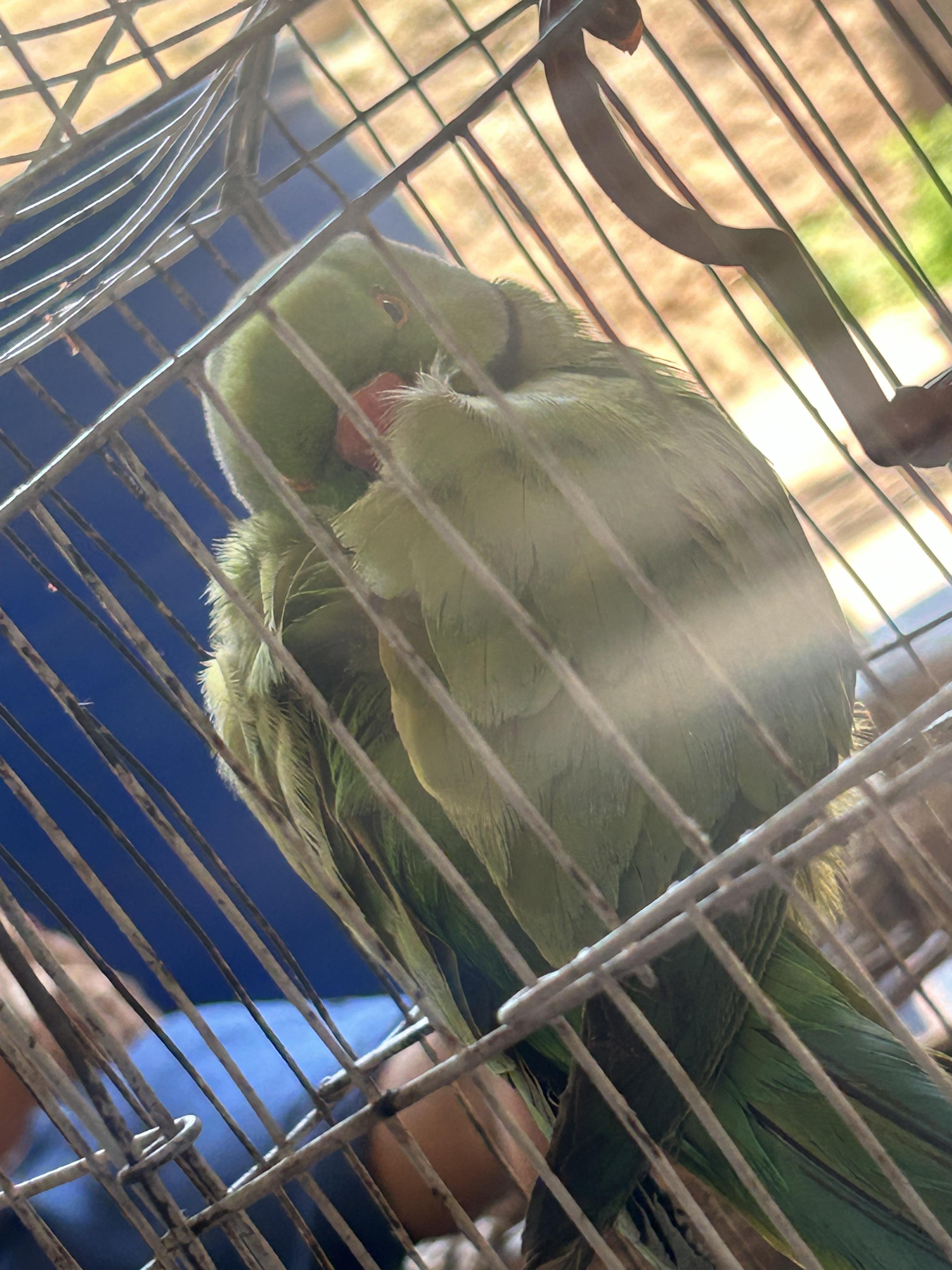 Discover more like Parrots: is my bird sick? and Related Content | Scrolller