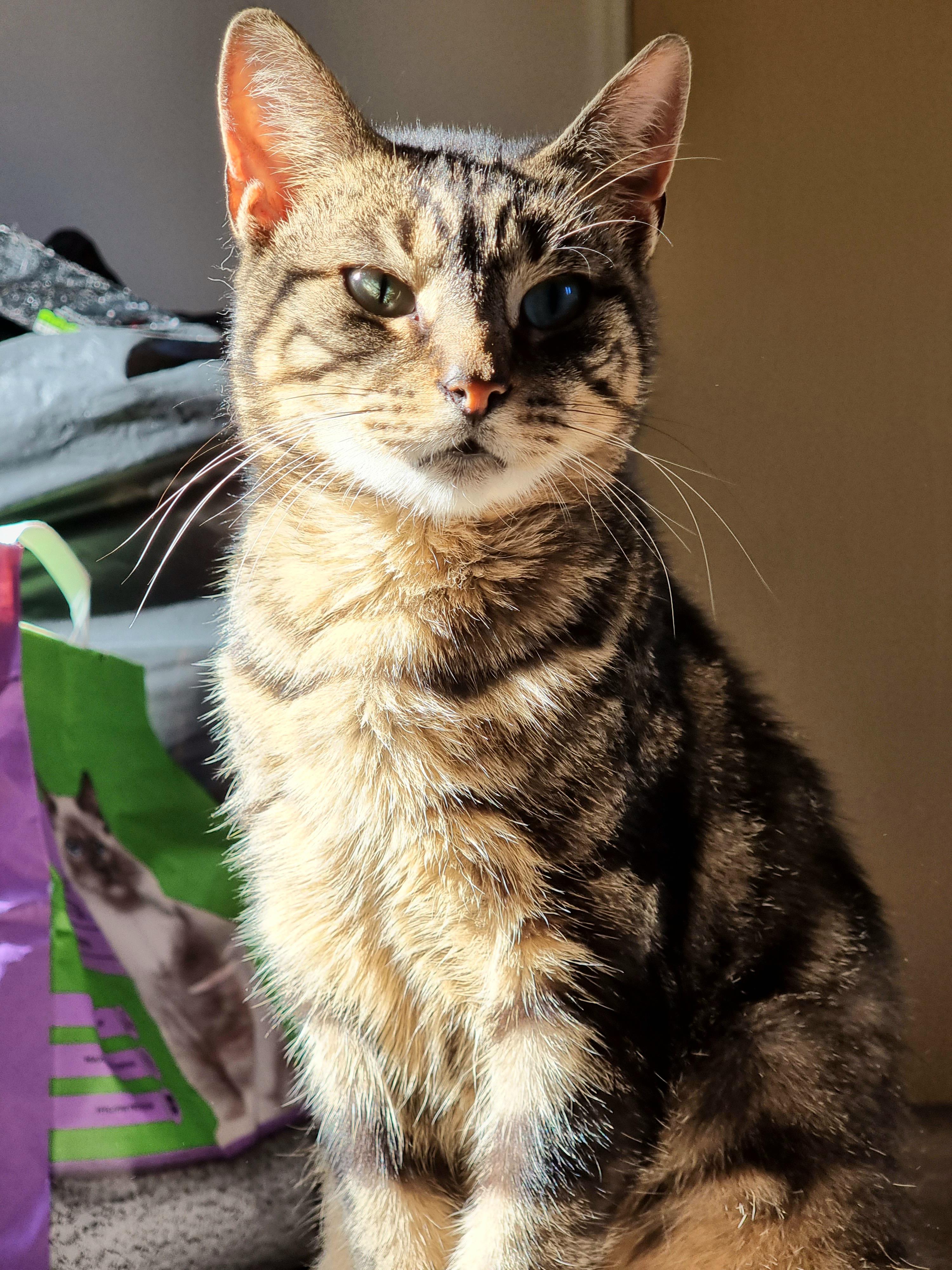 Is my boy Humbug handsome? | Scrolller