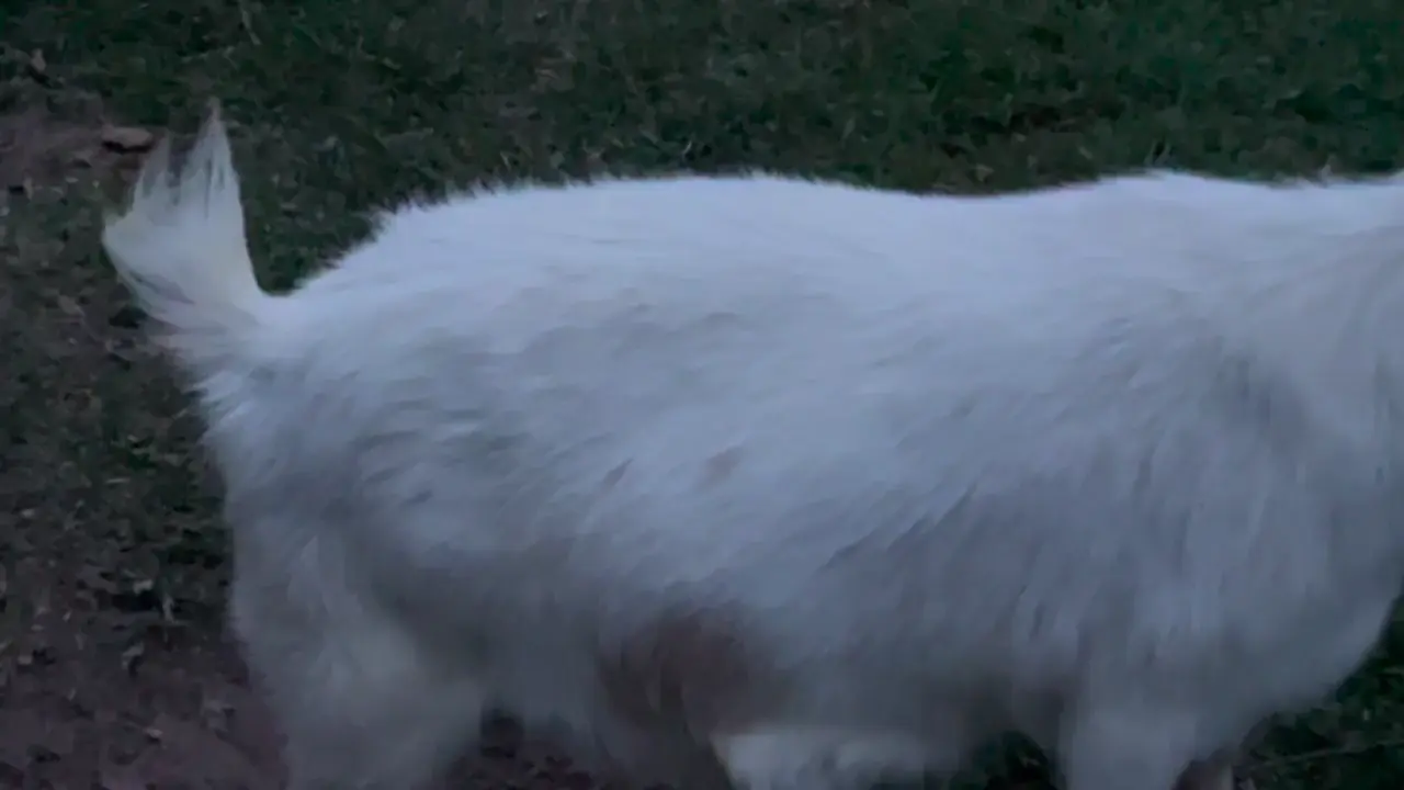 Is my goat pregnant? | Scrolller