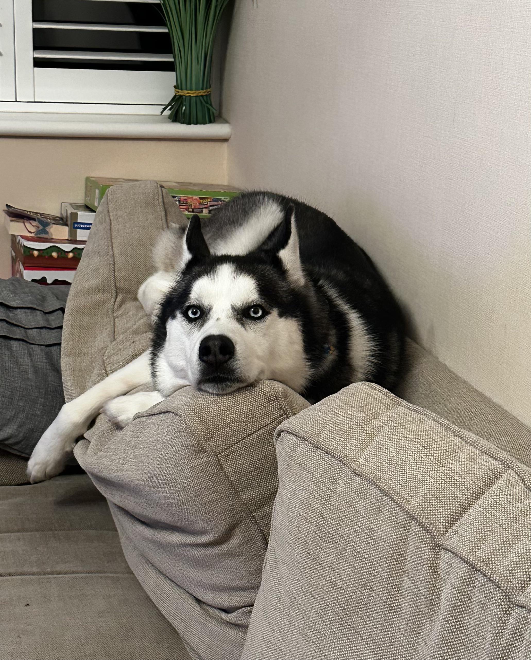 Is my husky secretly born as a cat? | Scrolller