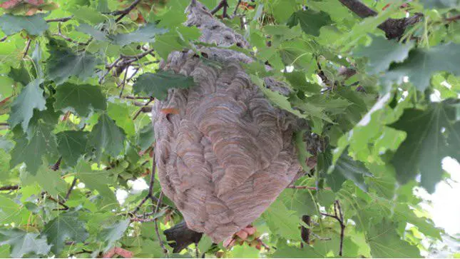 Is this a massive wasps nest? Help it's so huge I'm scared | Scrolller