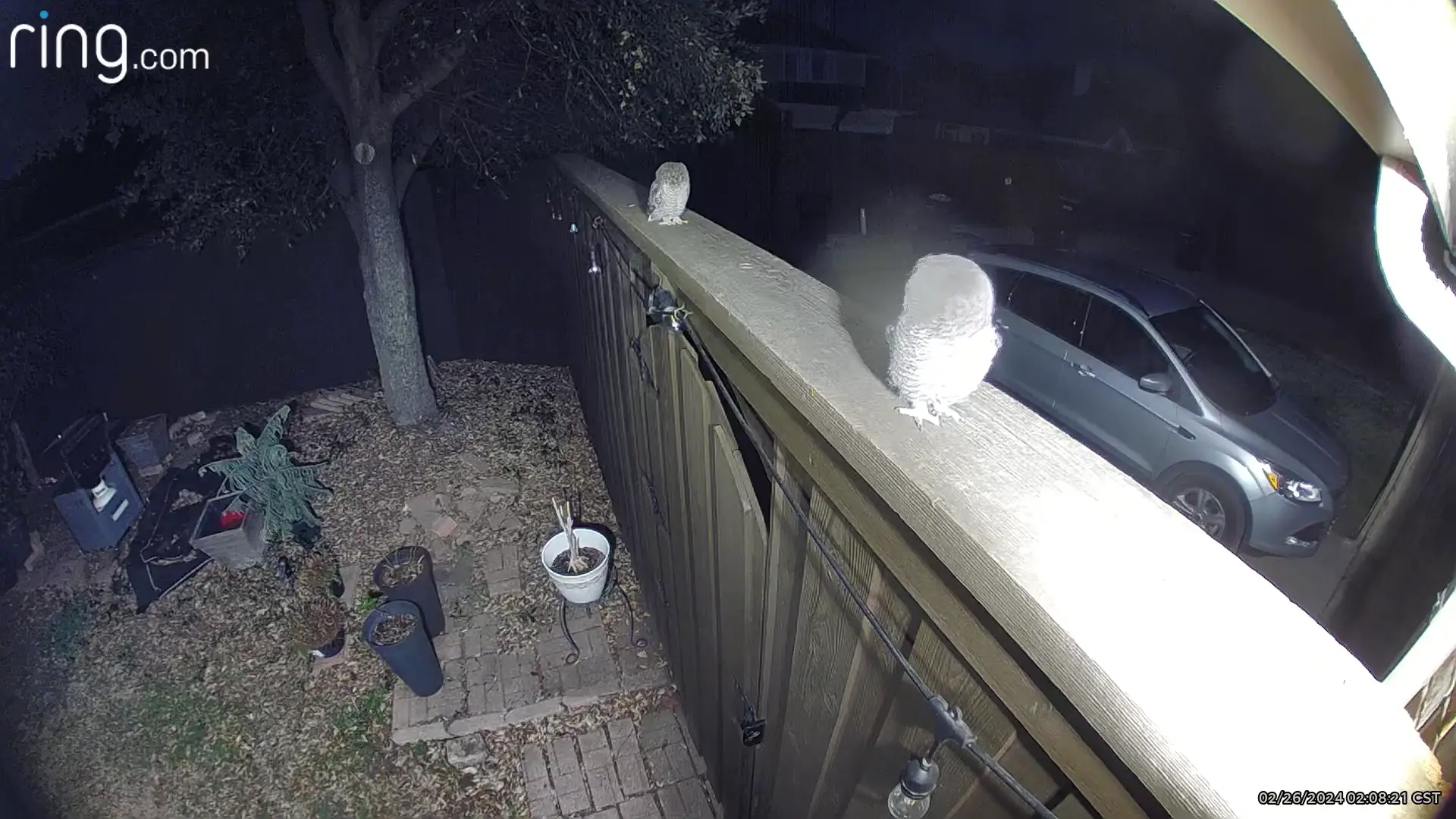 Is this a Western Screech Owl? Dallas, Texas | Scrolller