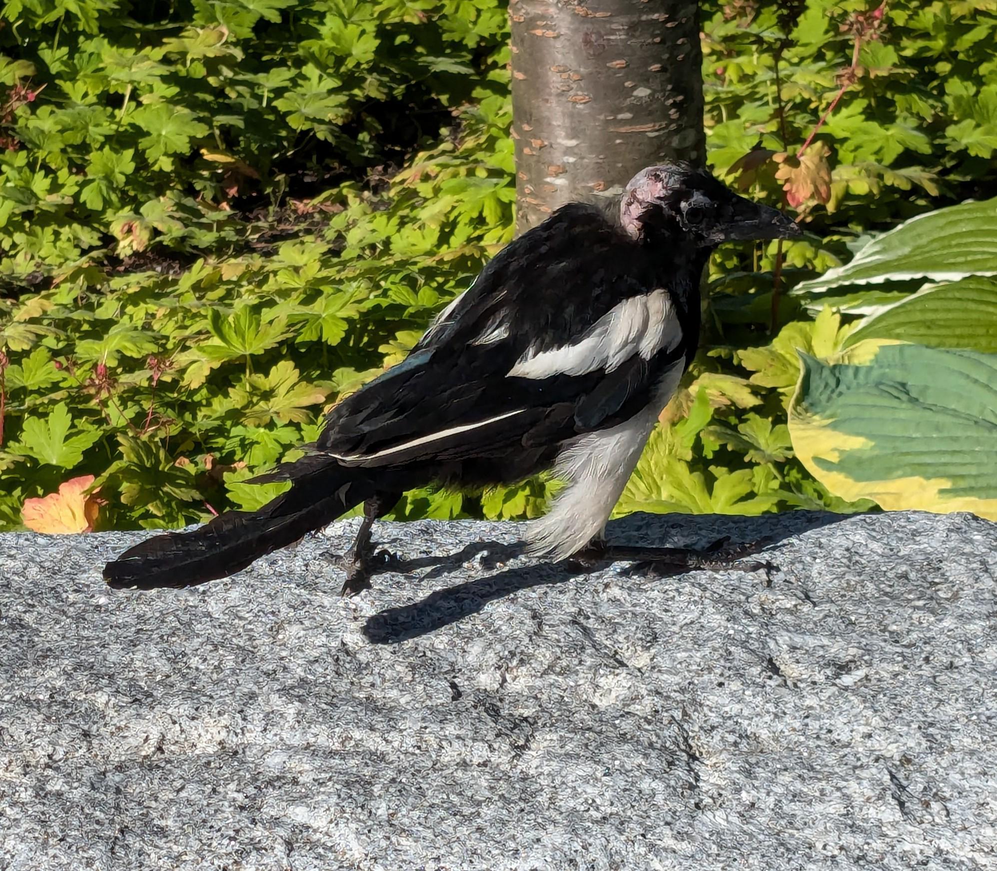 Is this magpie ok? Feathers missing on the back of the head | Scrolller