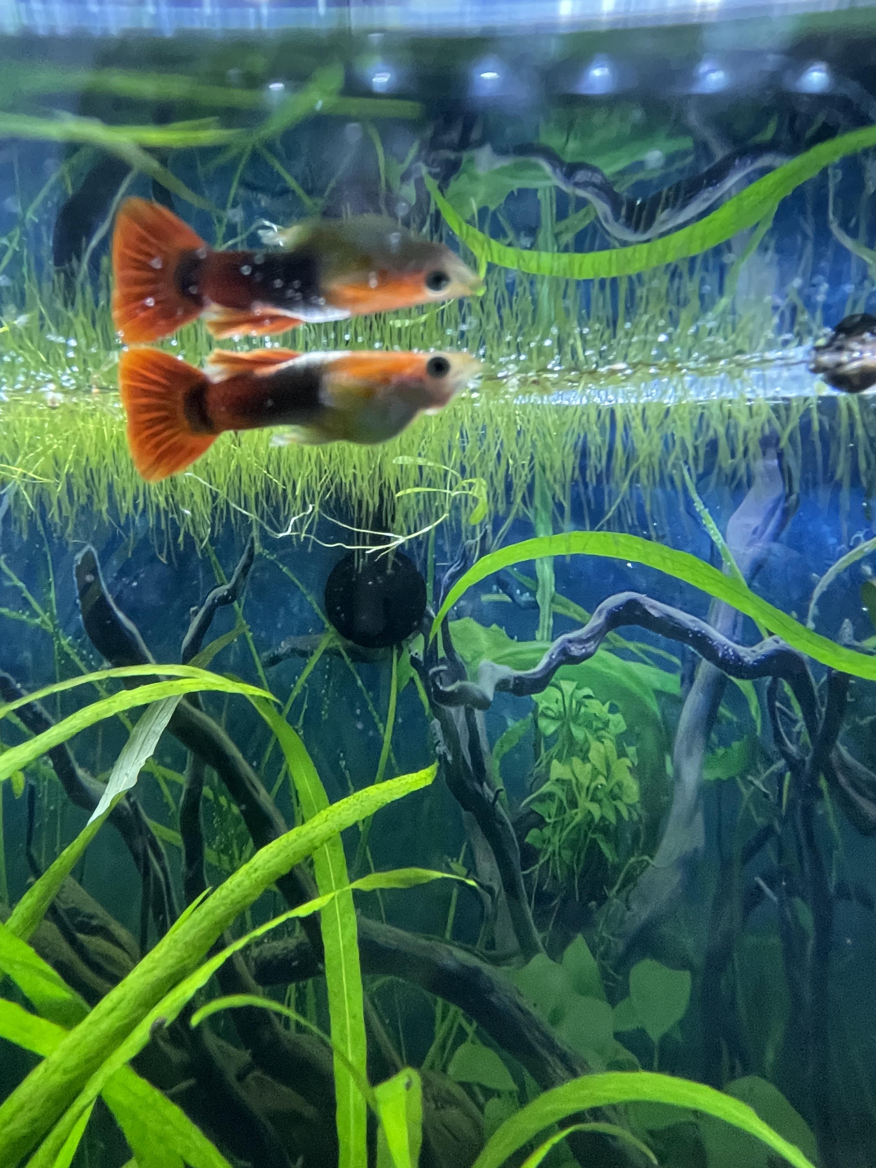 Is this normal? | Scrolller