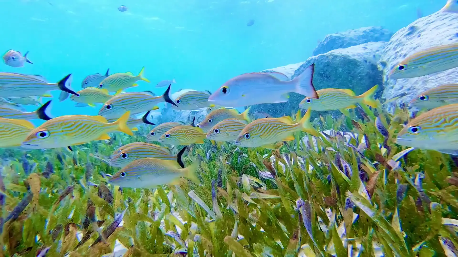 Isla Mujeres, Garrafon Beautiful Views | Scrolller