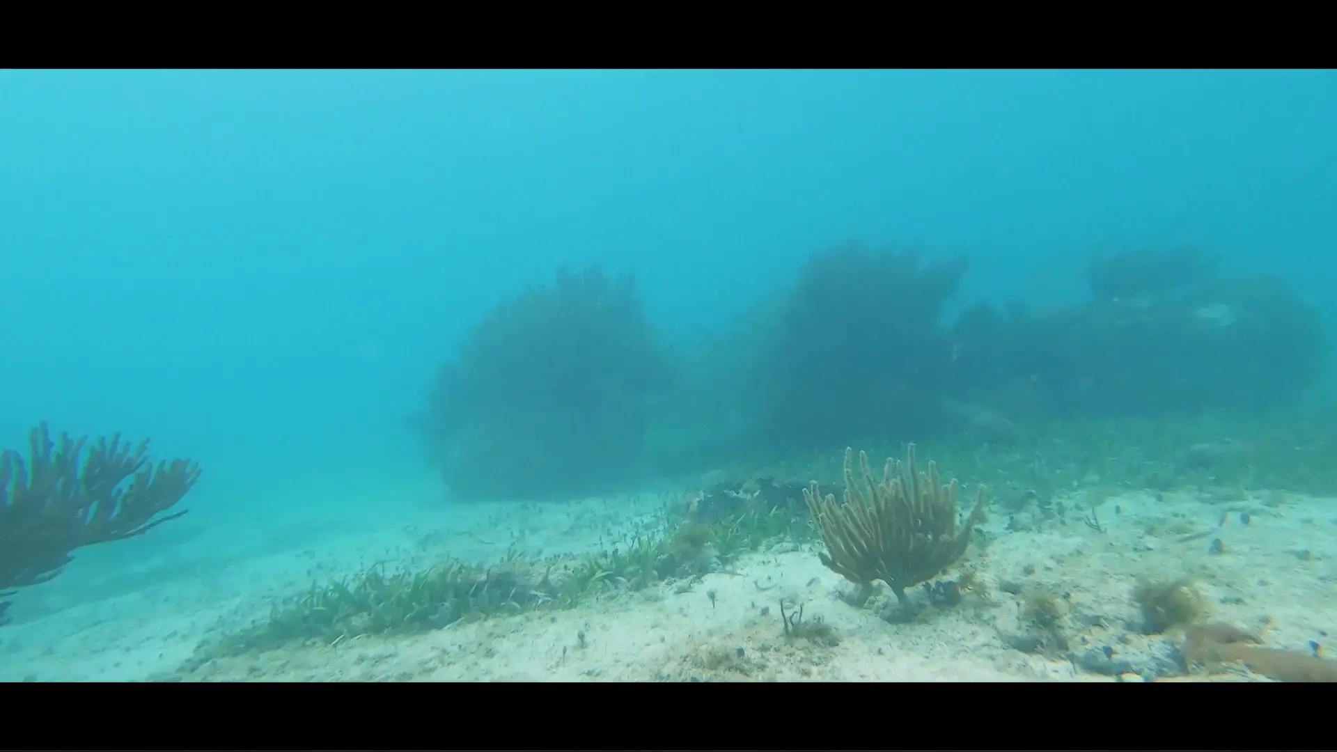 Isla Mujeres thriving reef life | Scrolller