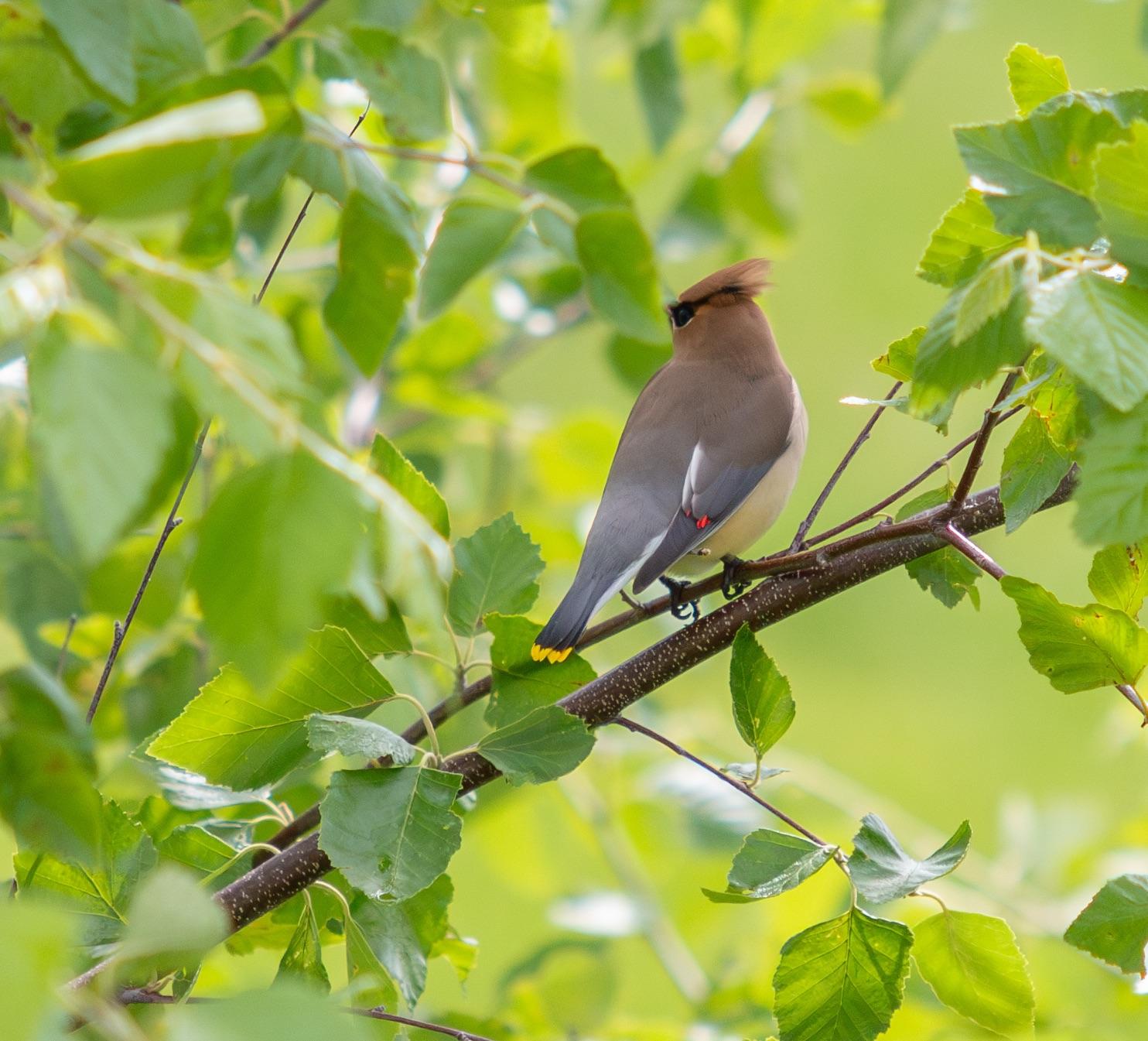 Cedar Waxwings | Scrolller