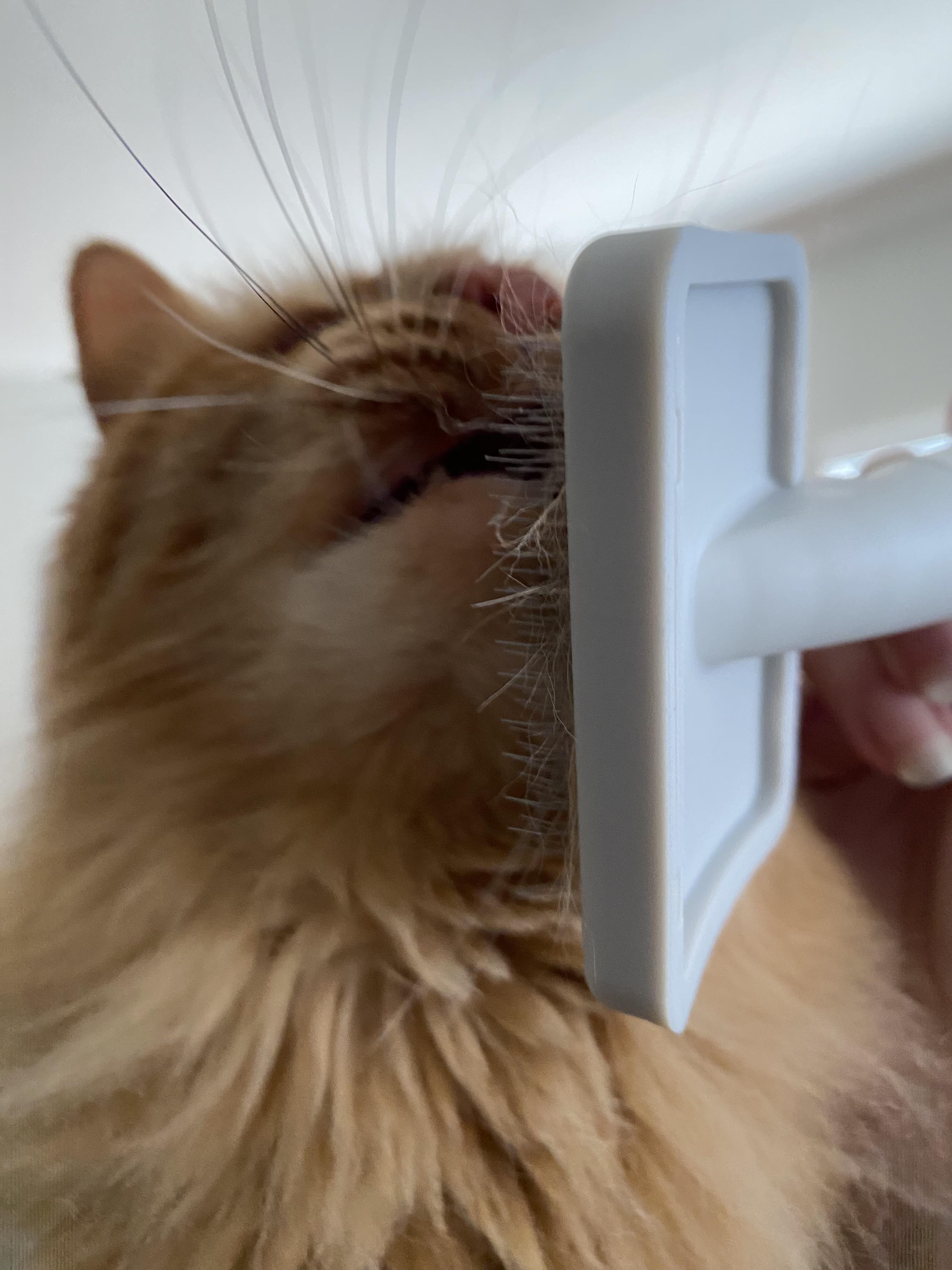 It’s a miracle, she didn’t try to chew the brush. | Scrolller