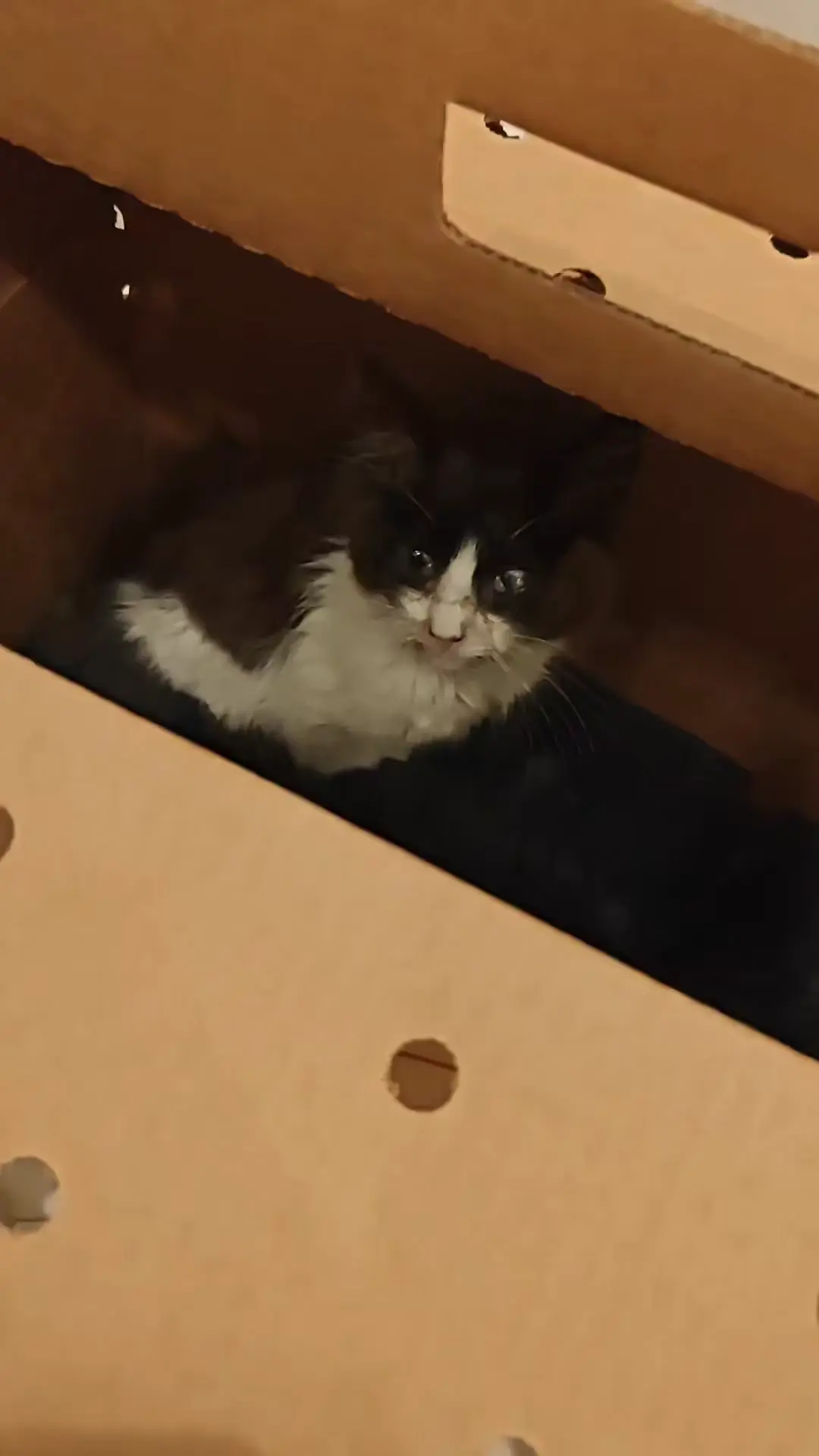 It was a long journey, but she was finally adopted 🥹 | Scrolller