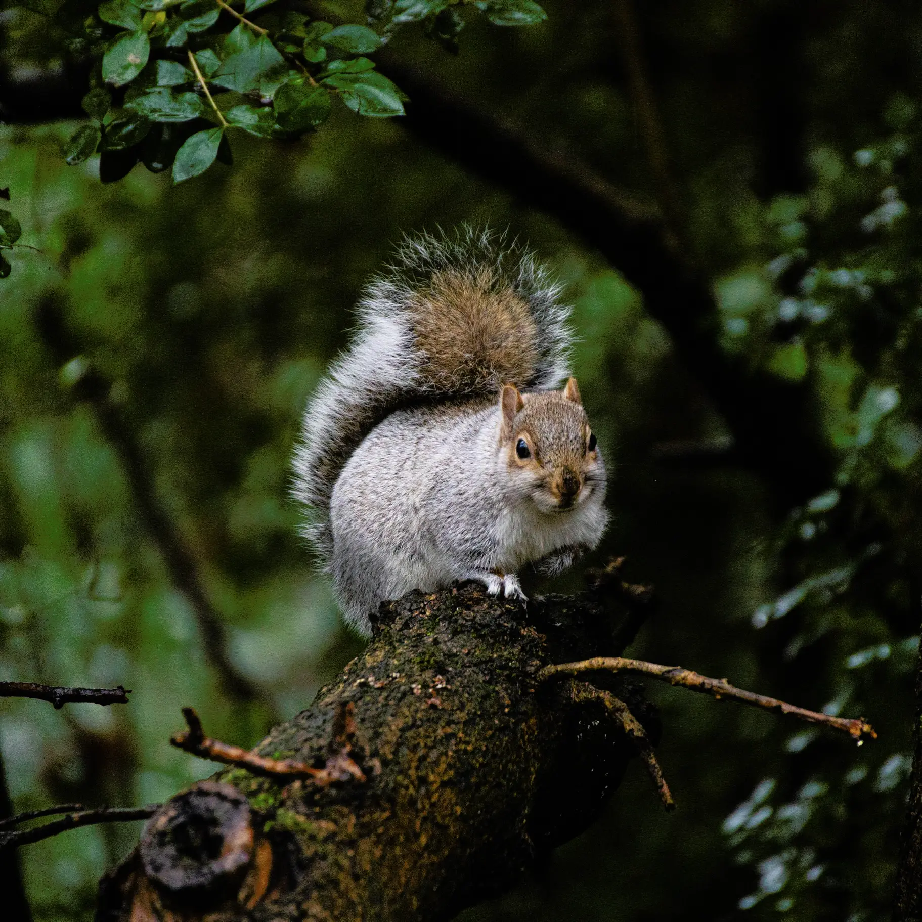 ITAP of a Grey Squirrel | Scrolller