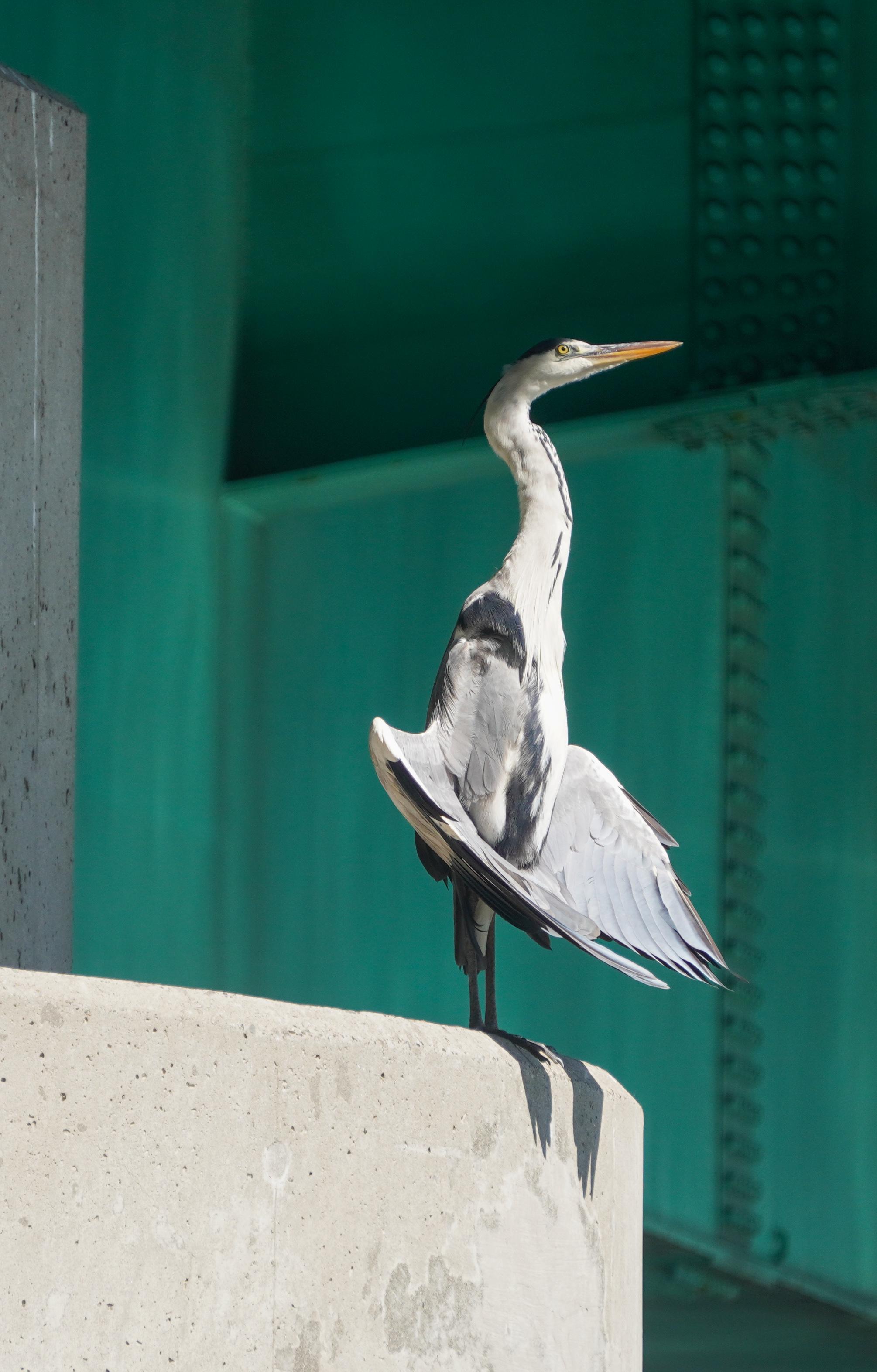 ITAP of a heron | Scrolller