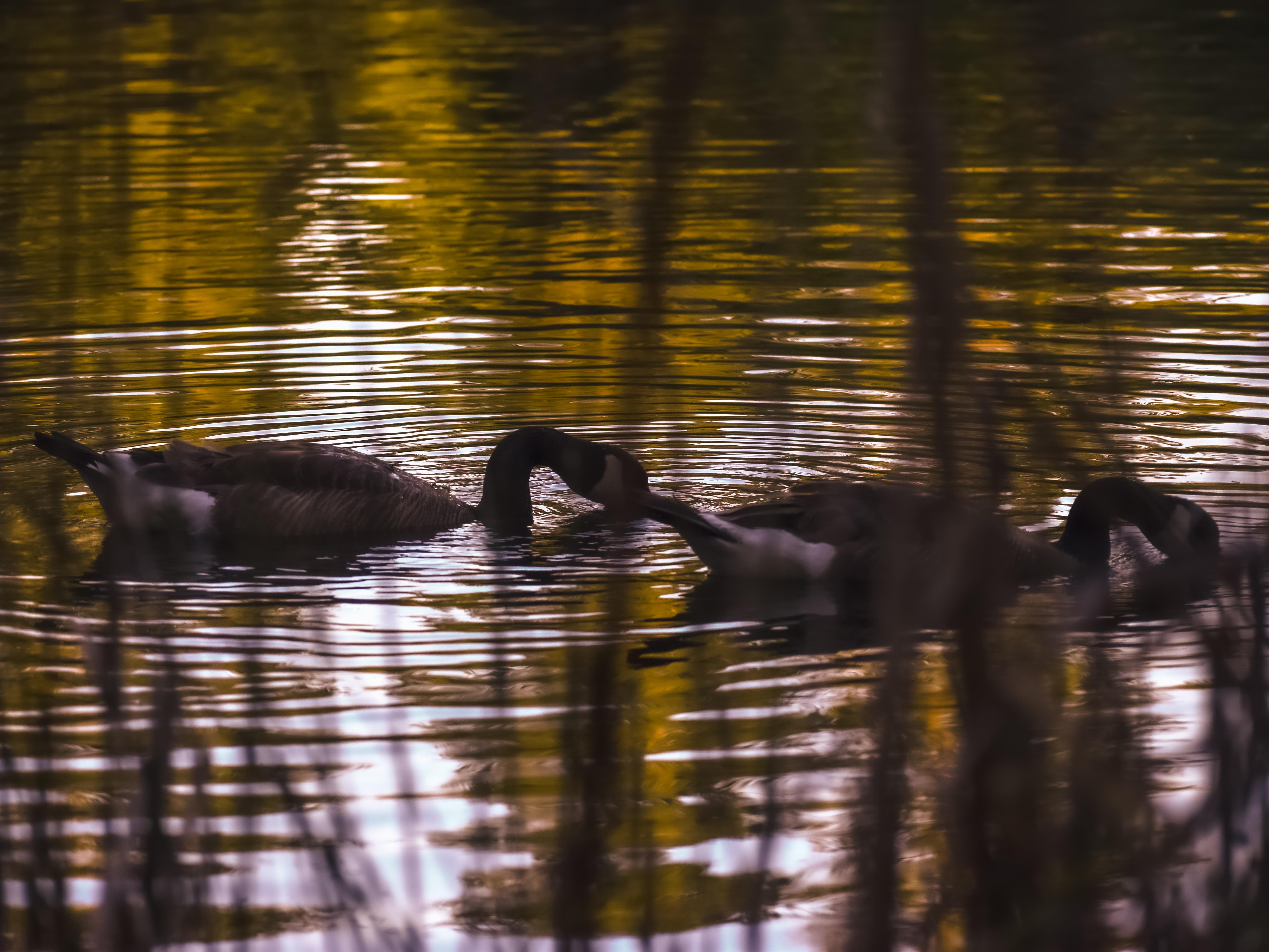 ITAP of a pair of geese | Scrolller