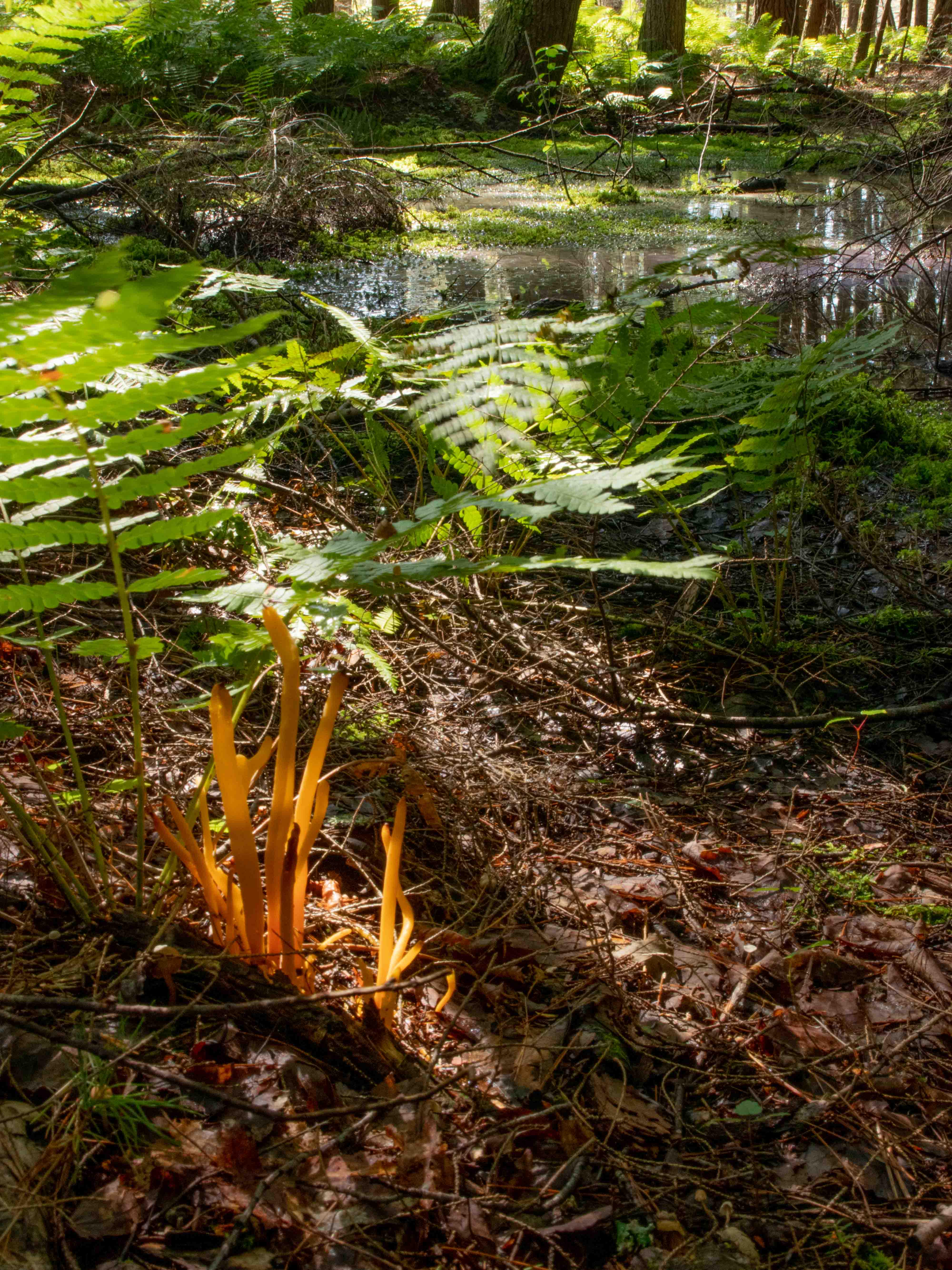 ITAP of fungi and march | Scrolller
