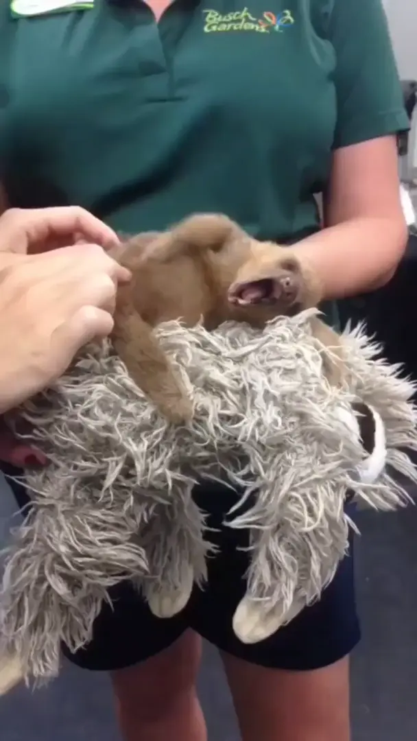 Itchy and scratchy baby sloth yawning | Scrolller