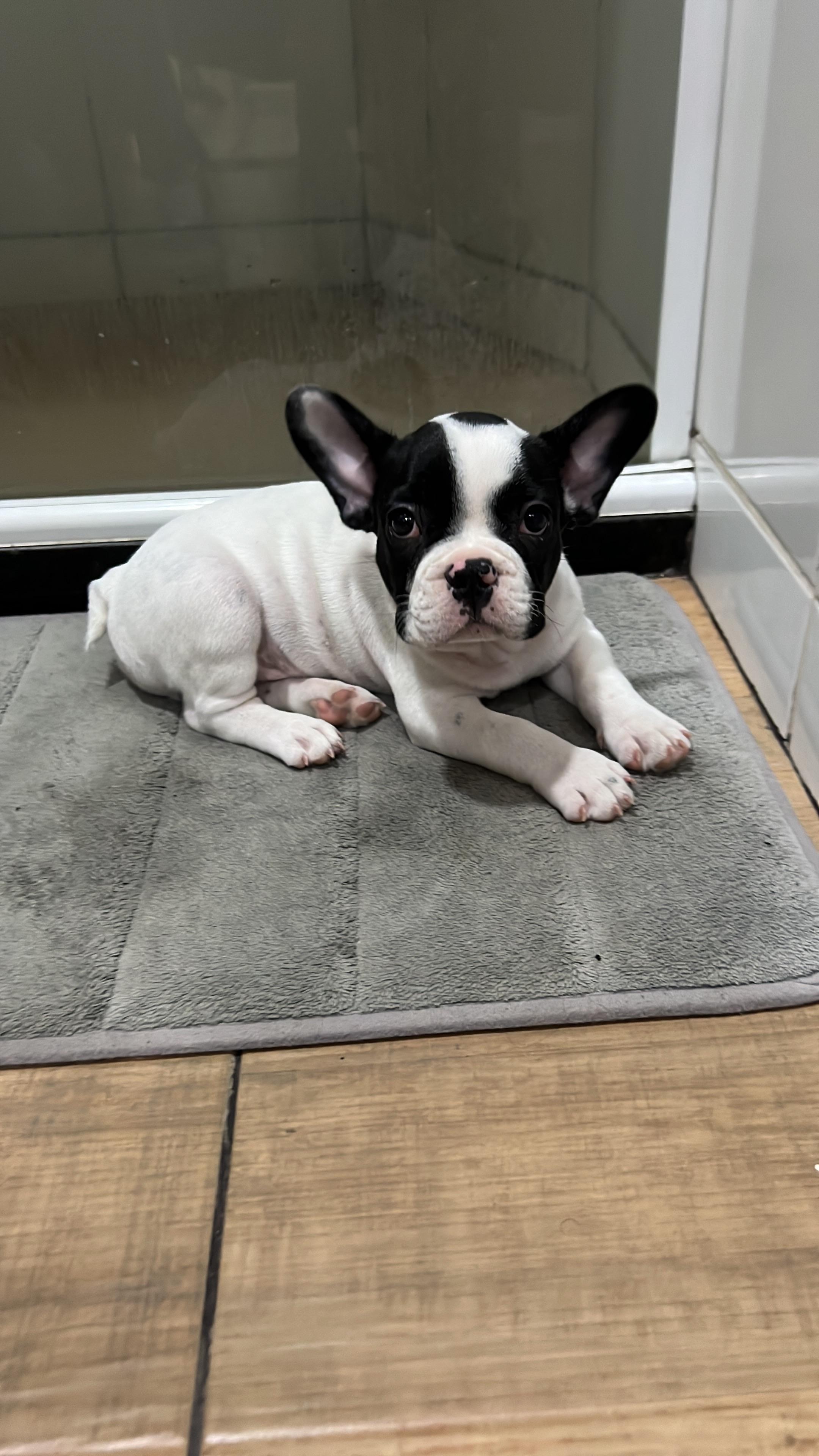 Meet Bruce. | Scrolller