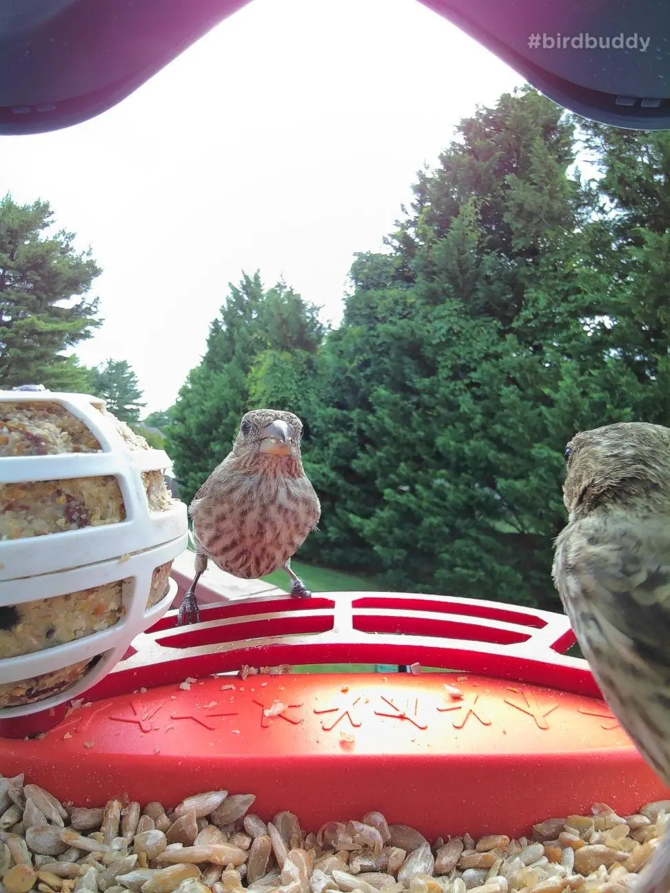 It's the Spiderman meme. But with birds. | Scrolller