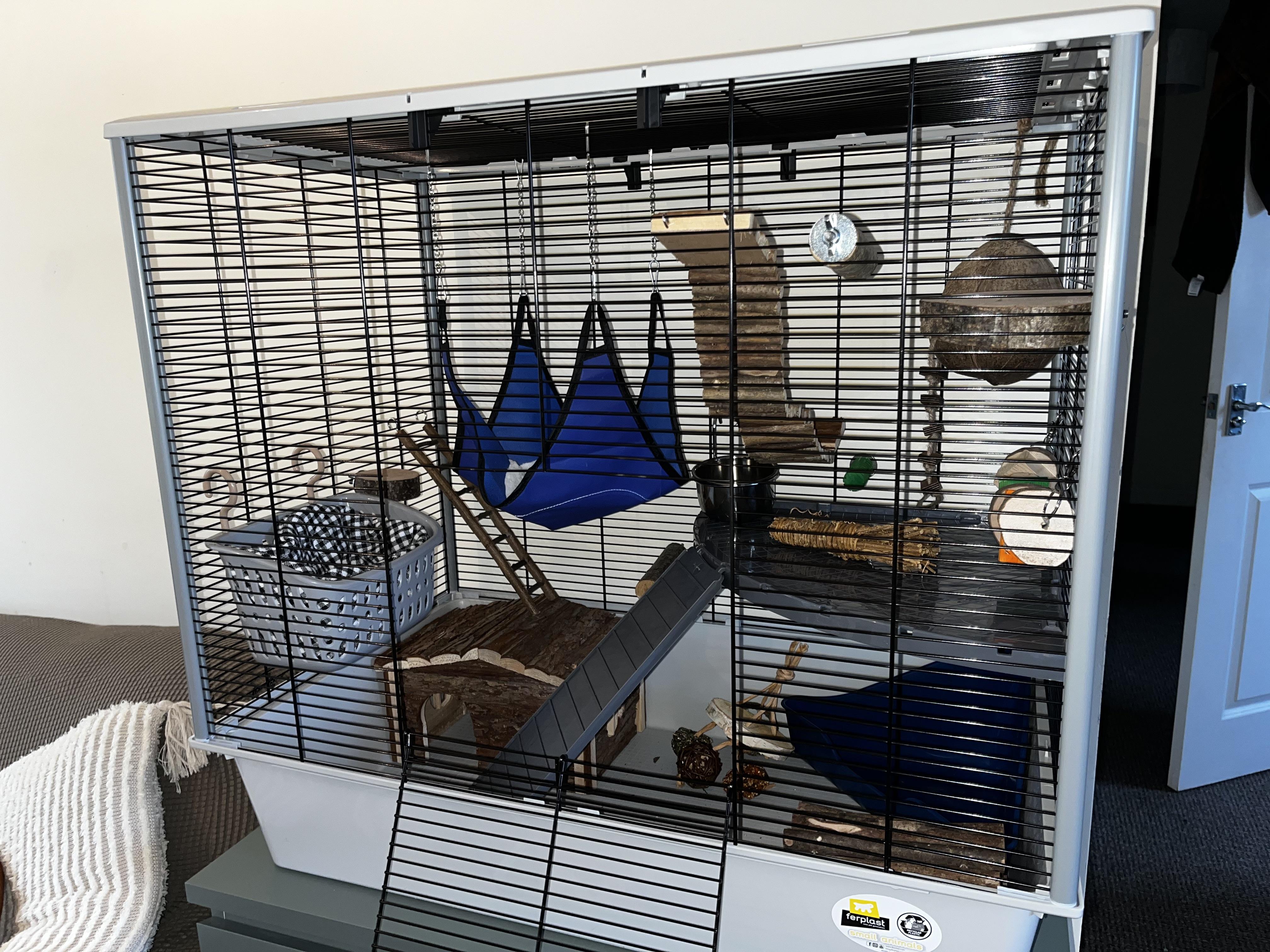 First rat cage help! | Scrolller